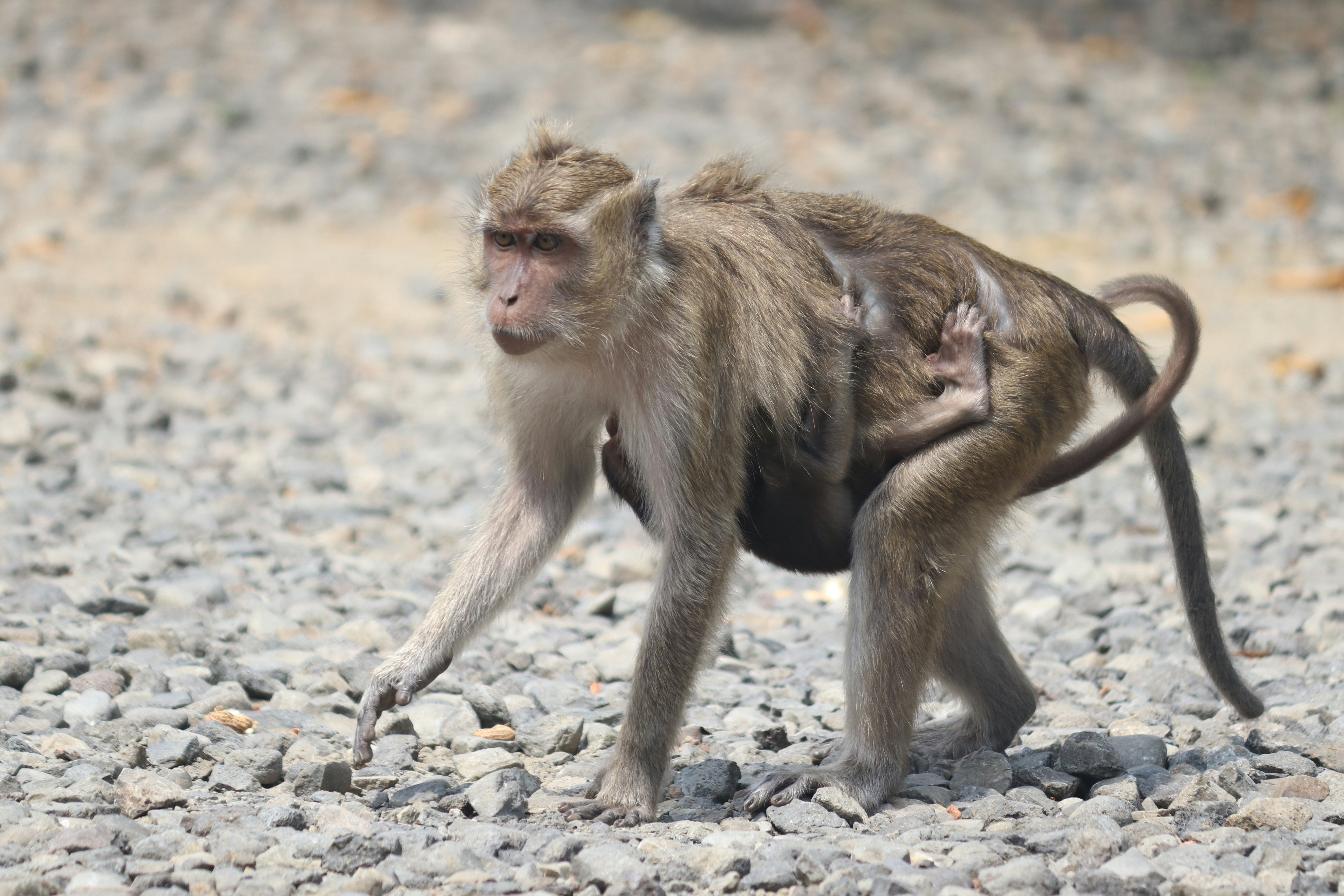 Monyet Pictures | Download Free Images on Unsplash