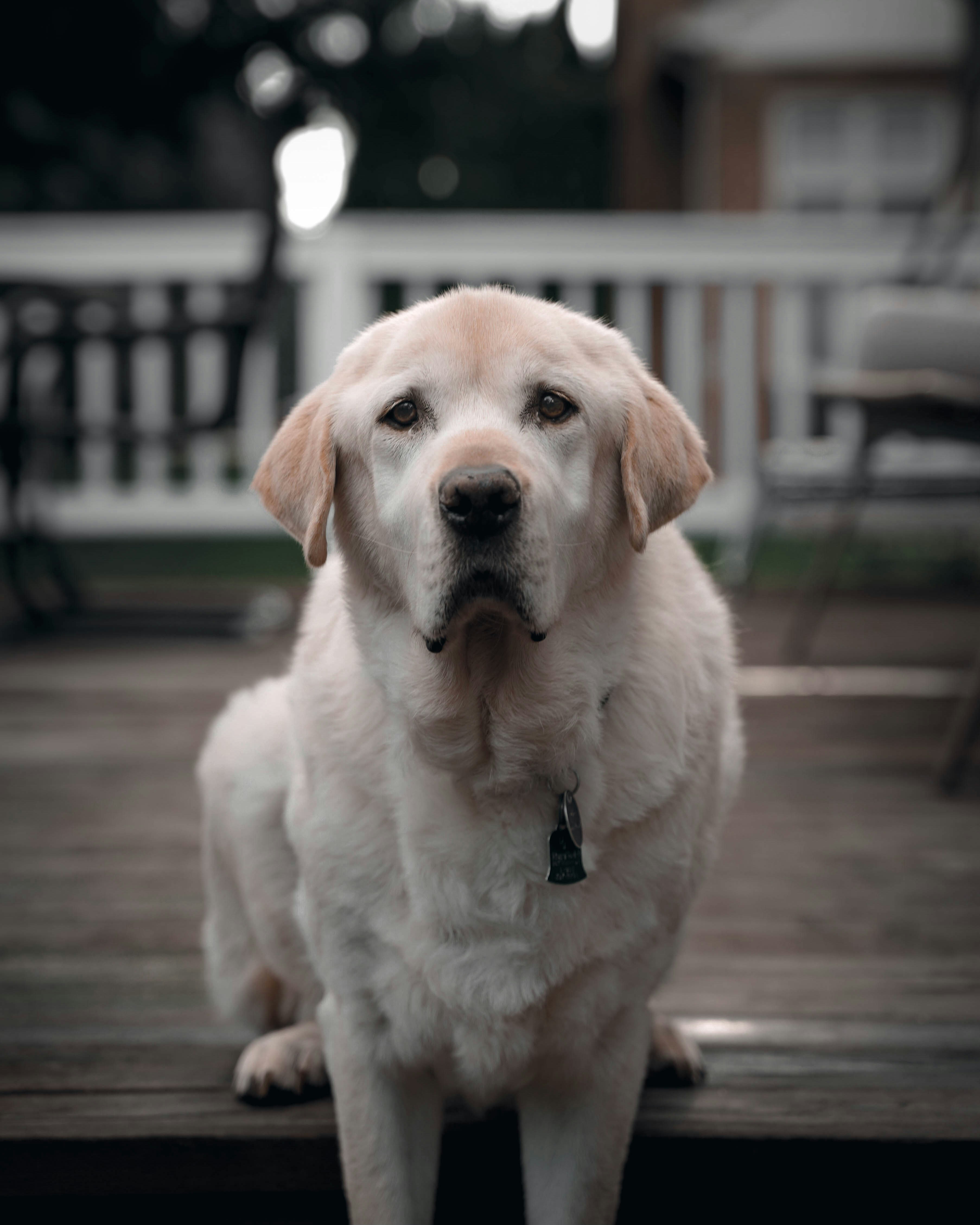 Centered Labrador: Gentle Gaze on a Quiet Deck