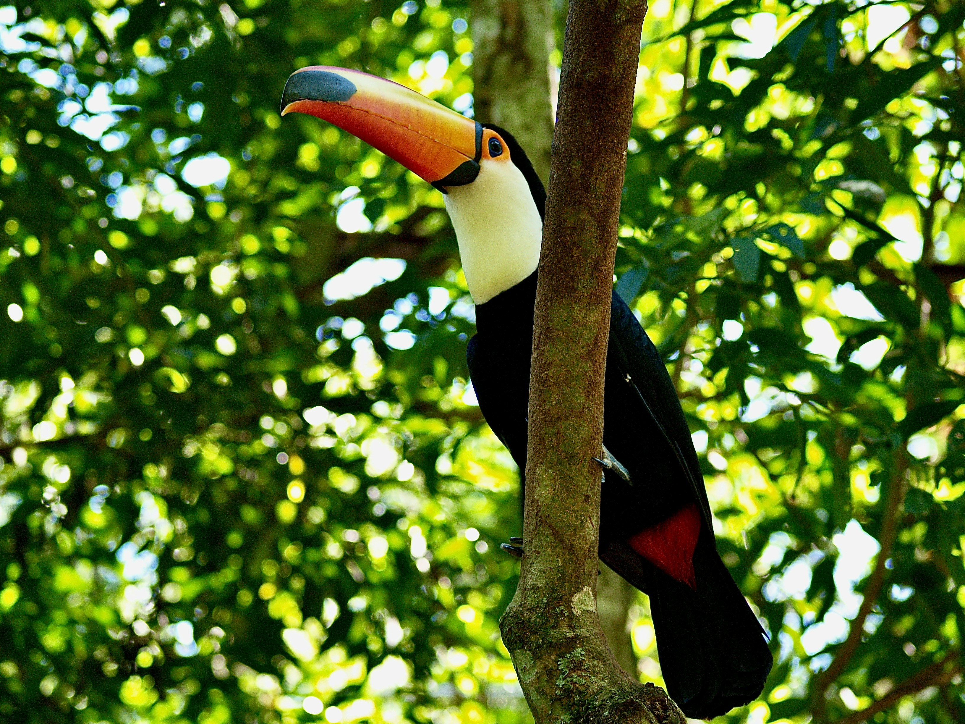 Toucan perched on a tree branch amidst lush green foliage.