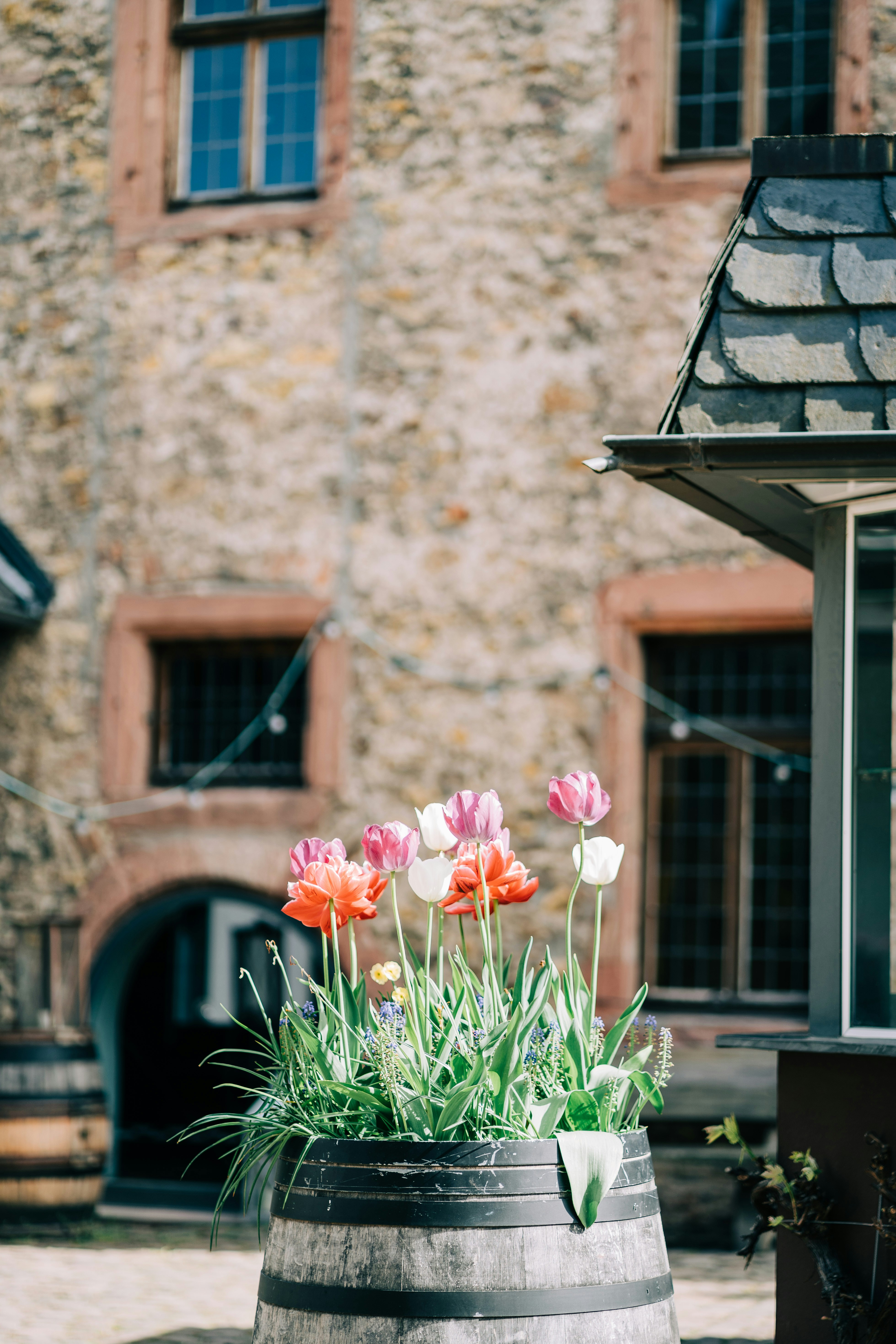 Tulip Barrel in a Stone Courtyard