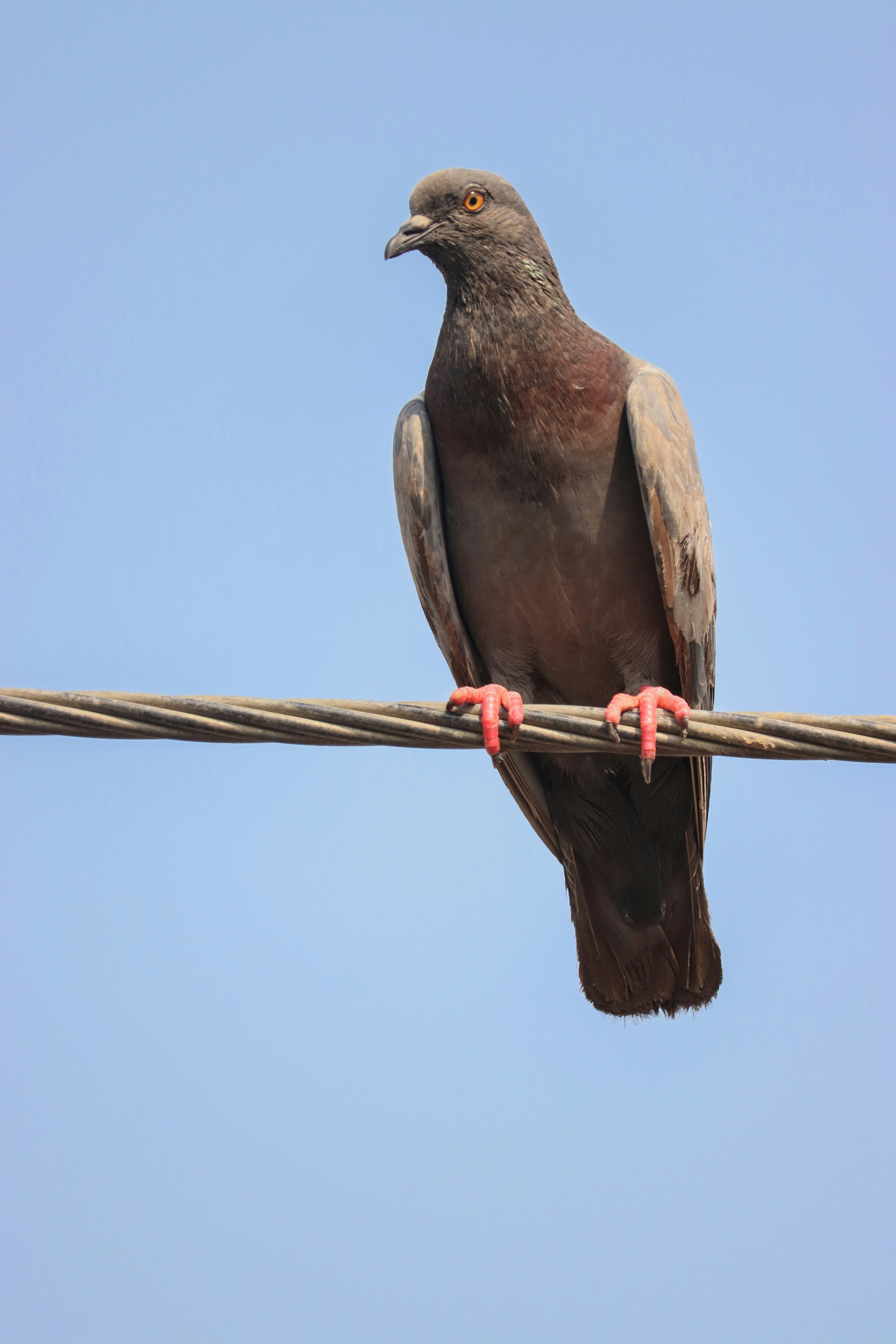 Red-shouldered Pigeon perches confidently on a wire under a clear blue sky