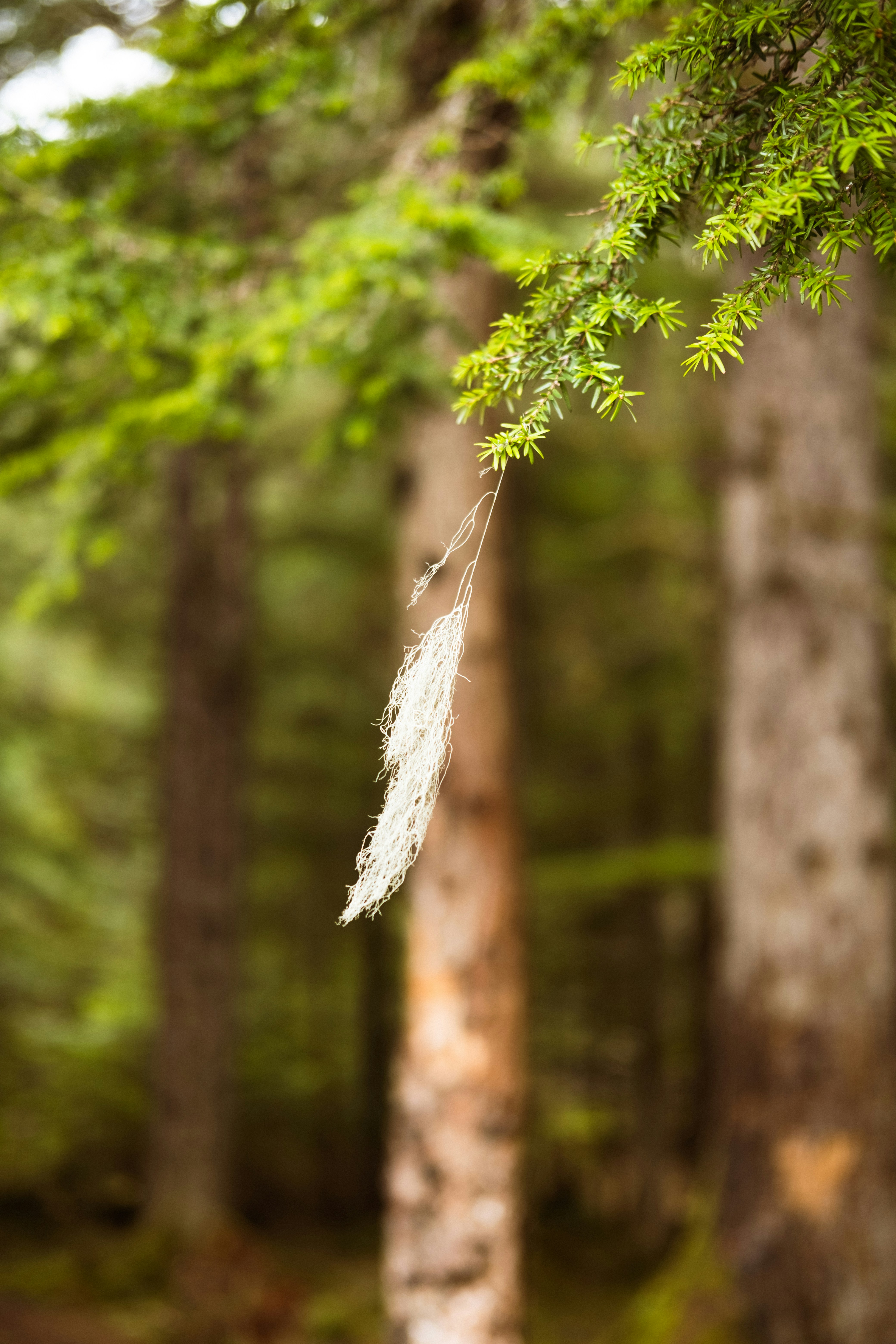 Silk Tassel in a Quiet Green Forest