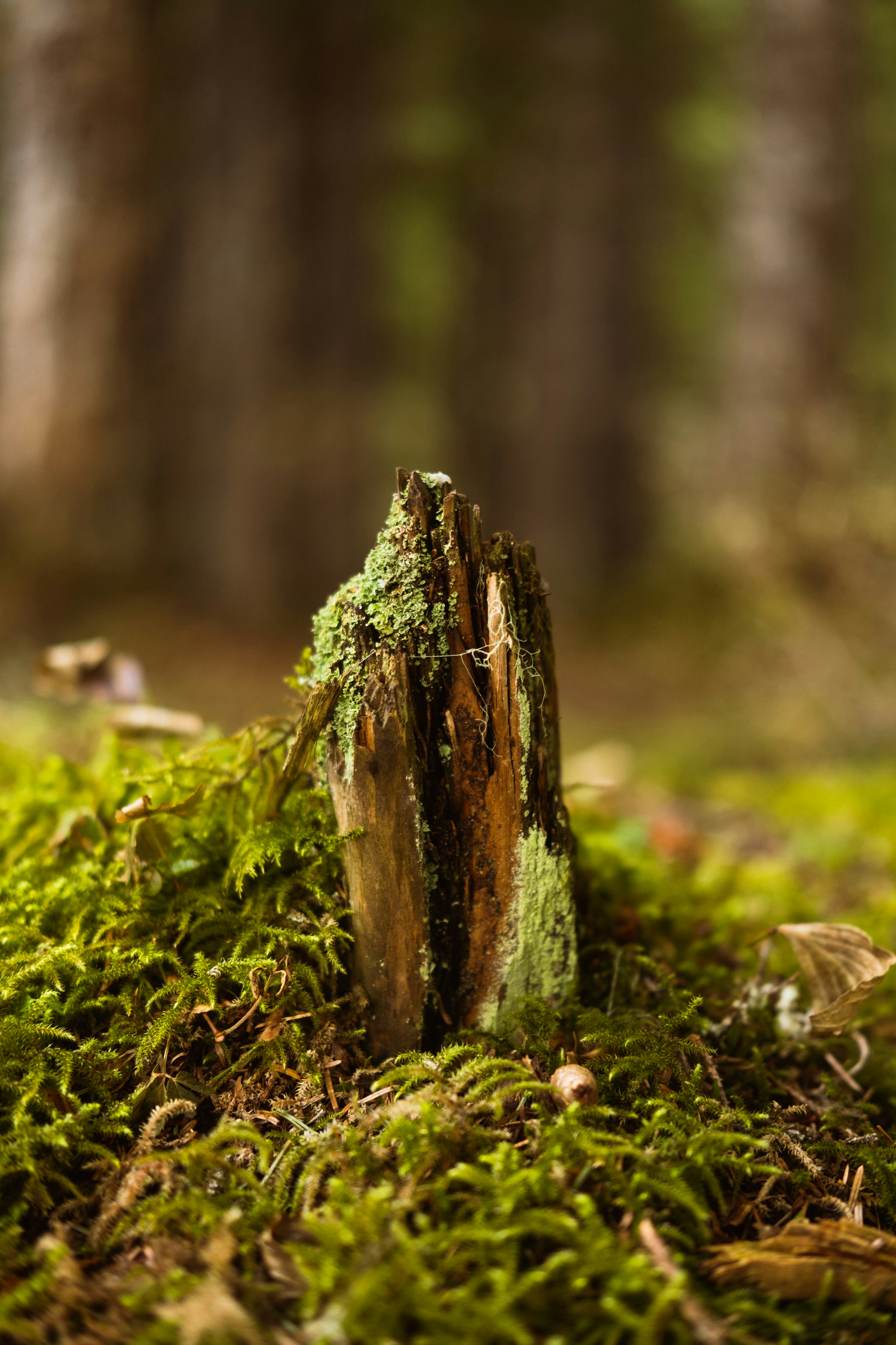 Moss-Crowned Stump Rising from a Forest Floor