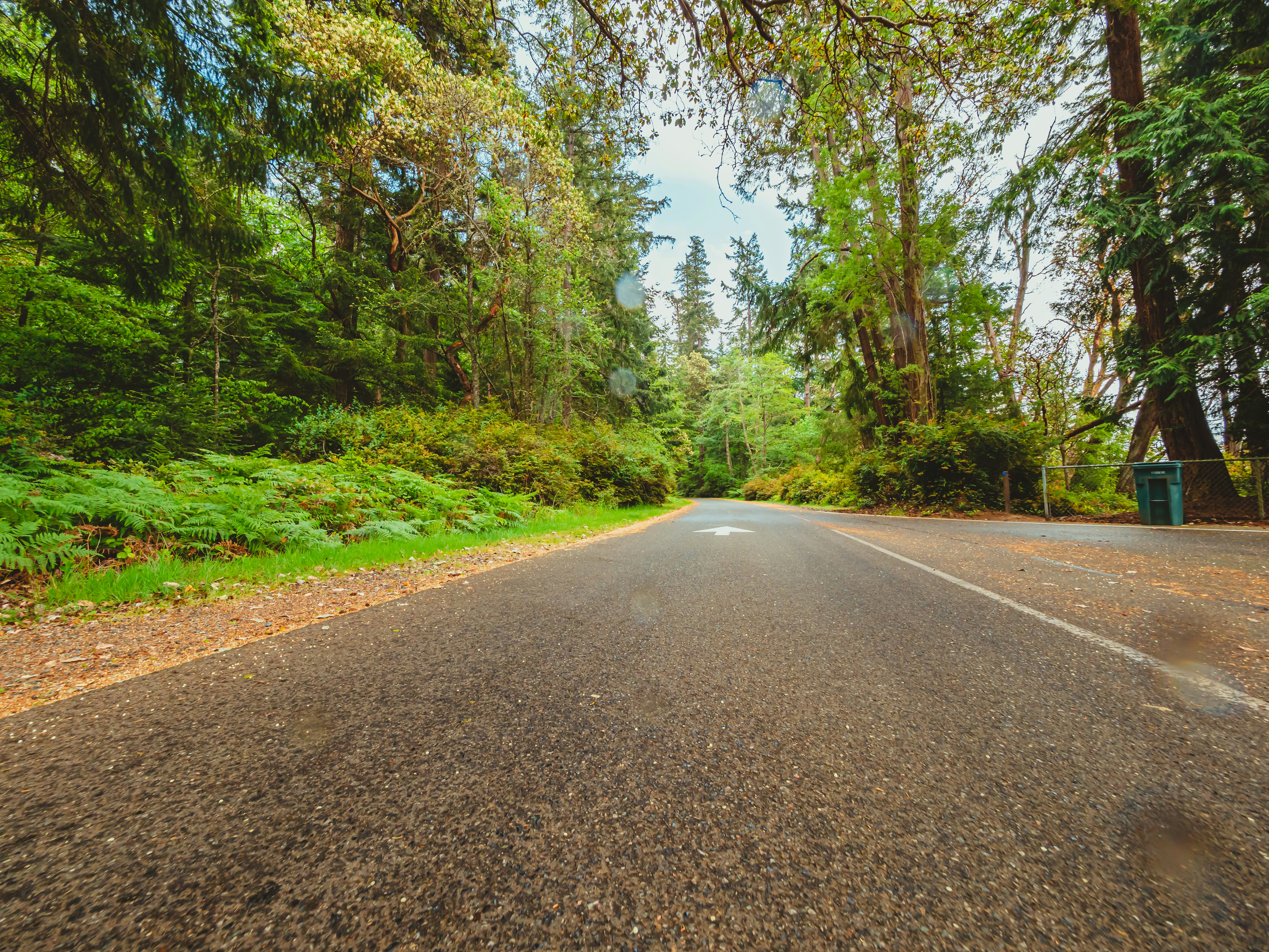 Gray concrete road between green trees during daytime photo – Free ...