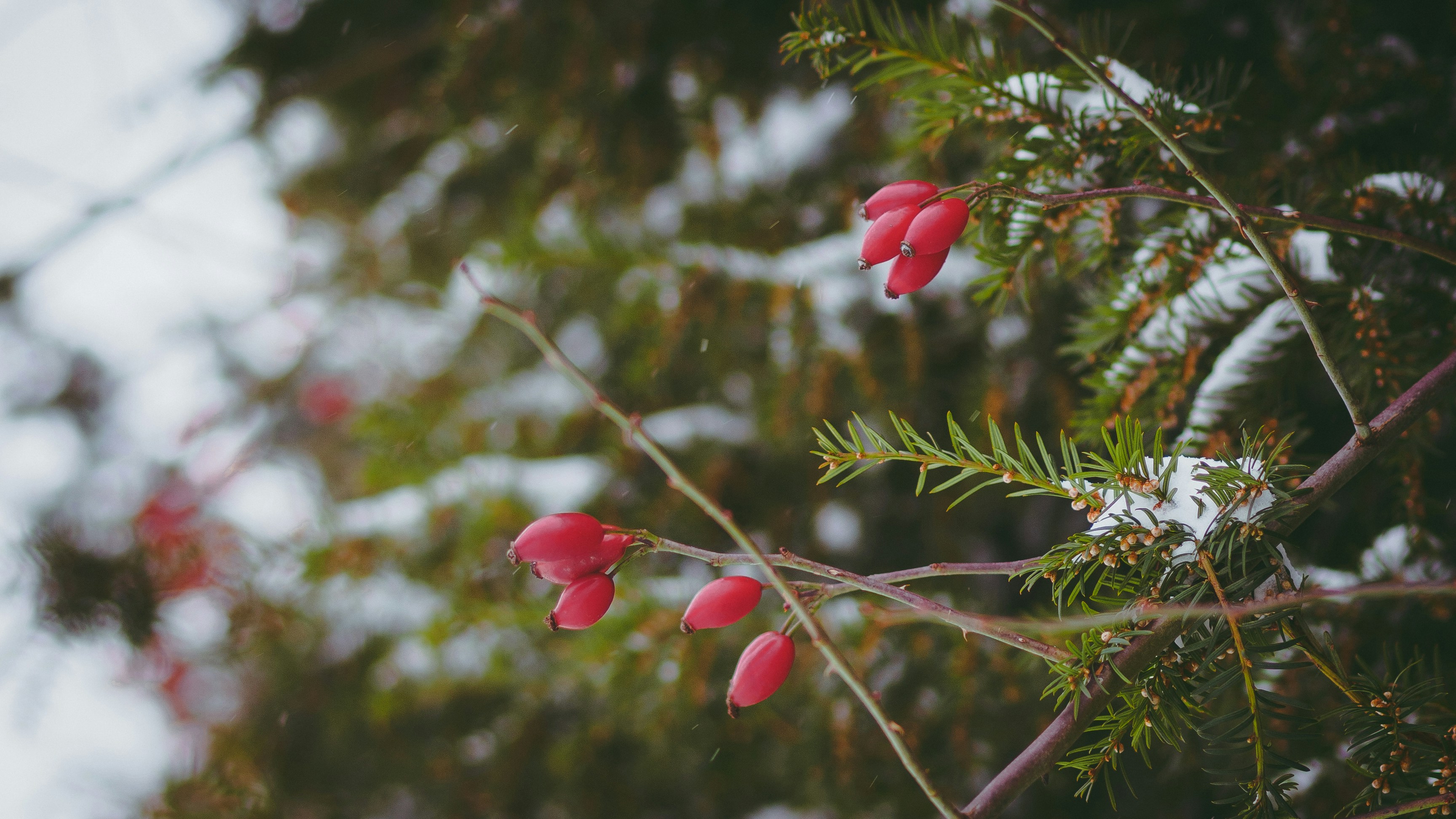 Crimson Berries Nestled in Evergreen Needlework