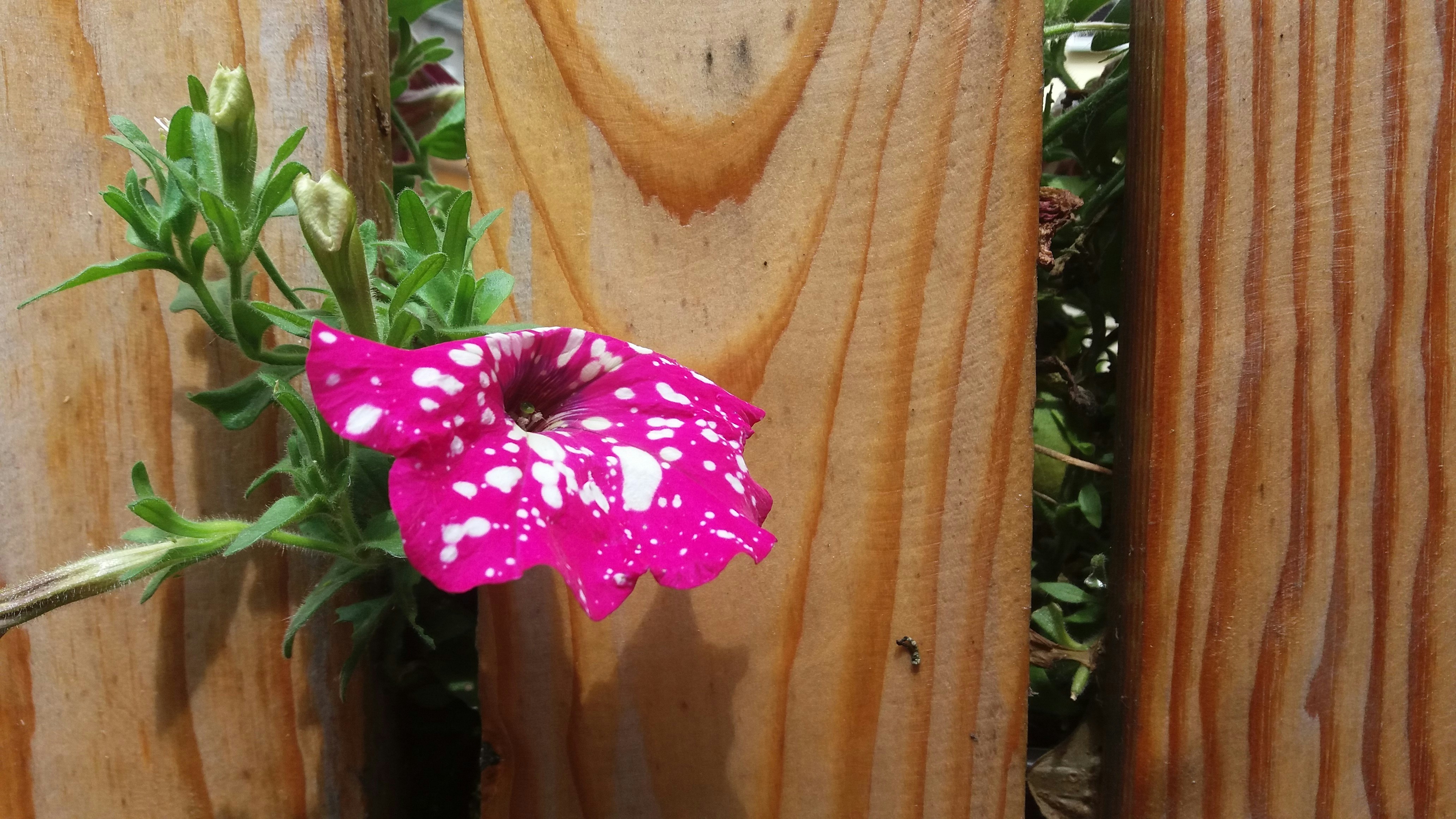Magenta Petal Veil: A Close Shot of a Blooming Pink Petunia Through Weathered Wood