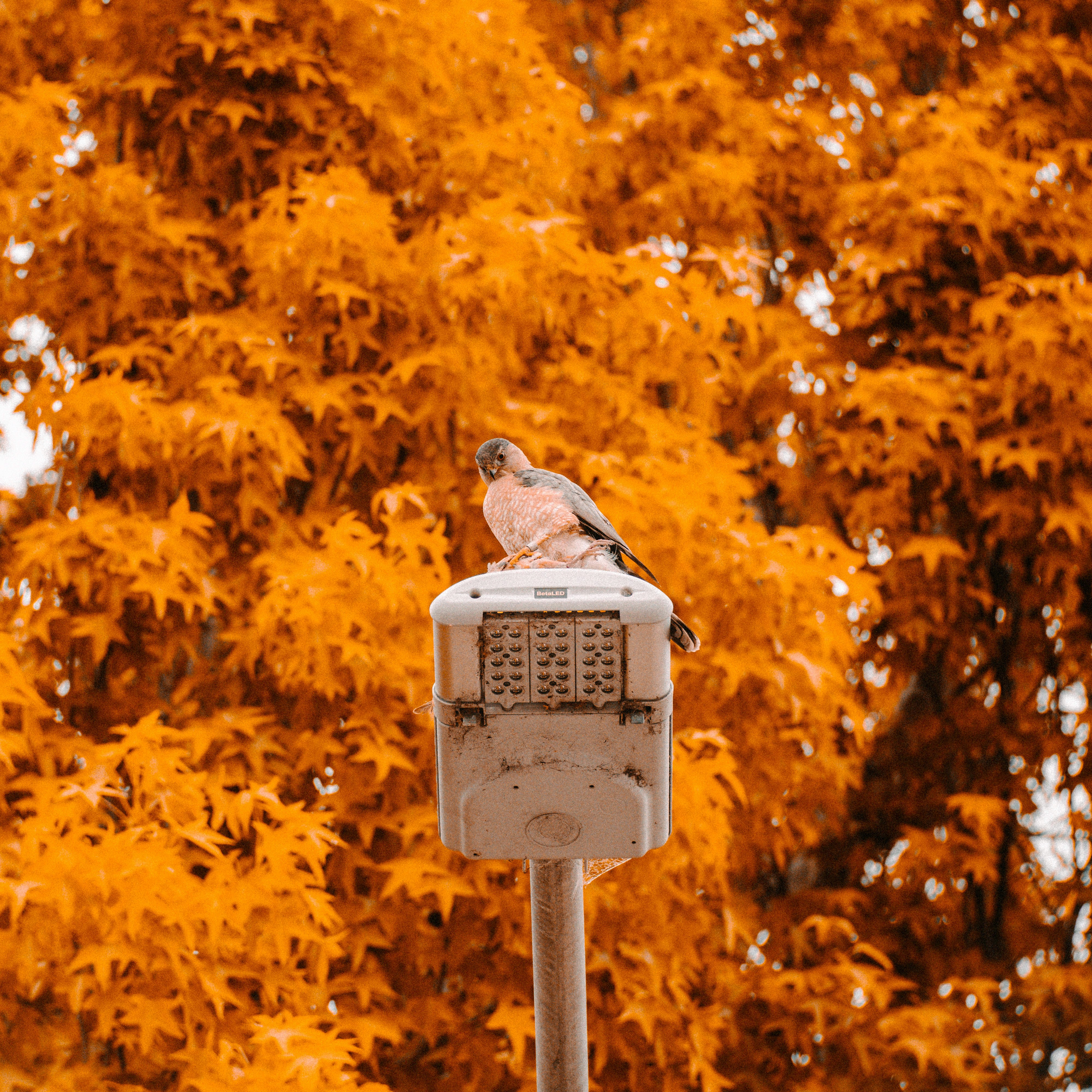 A bird perched atop a utility box, surrounded by vibrant orange foliage, embodying the essence of autumn.