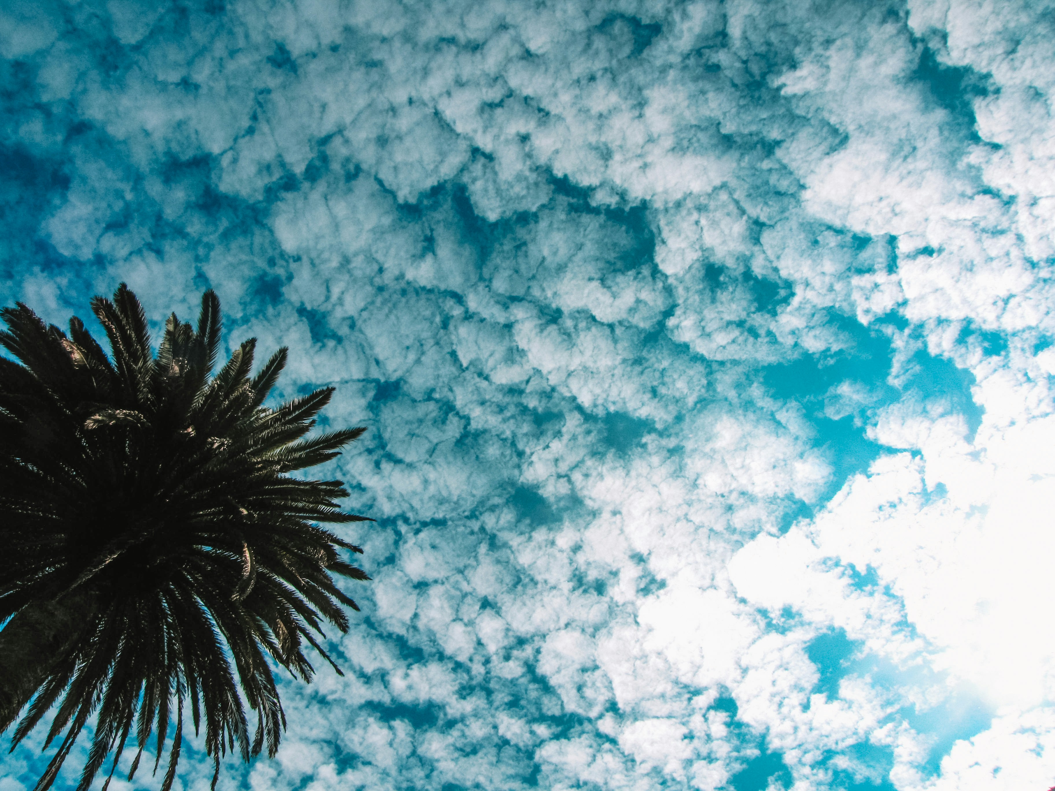 Palm tree silhouetted against a vibrant, textured sky filled with clouds and sunlight.
