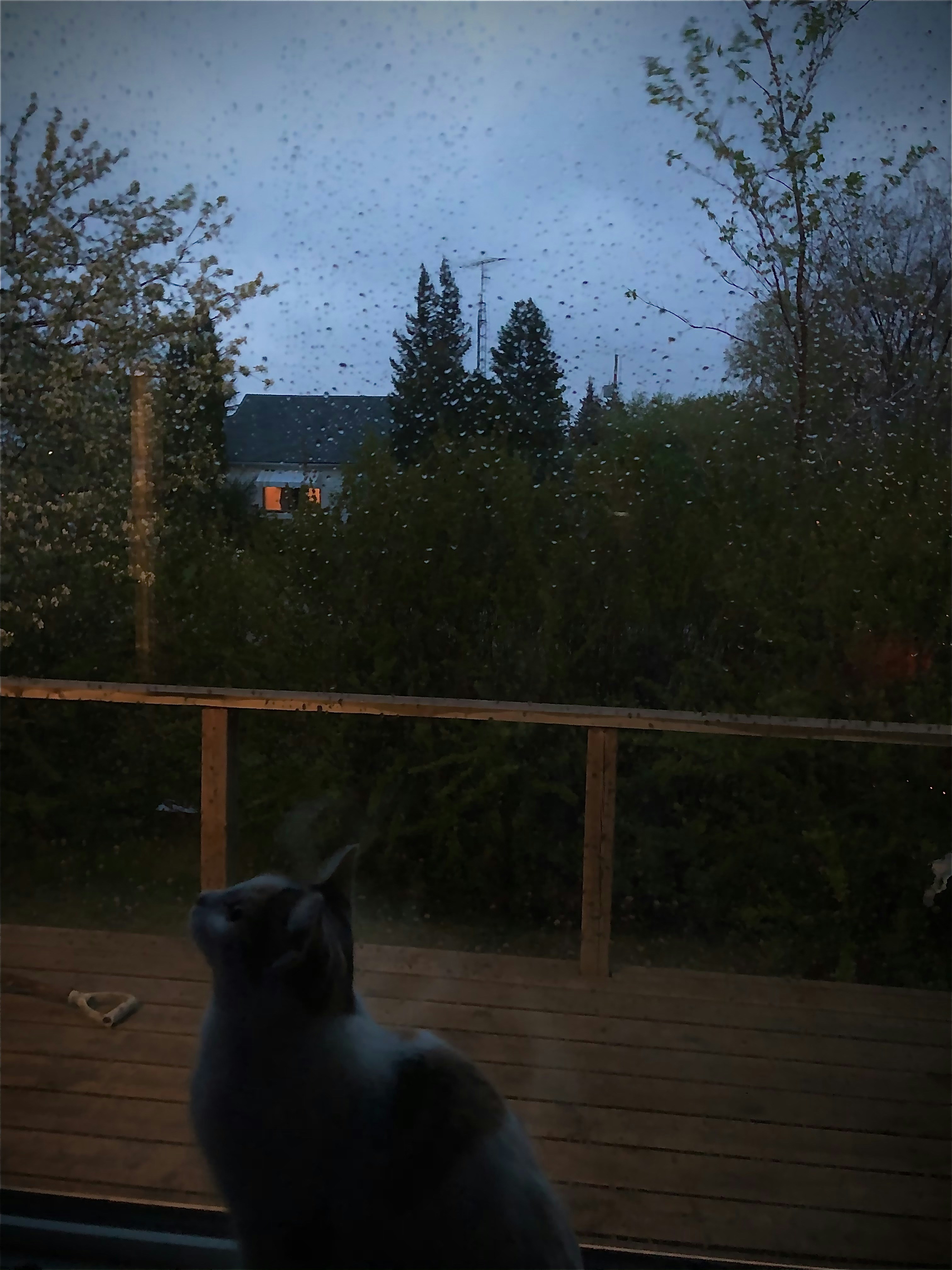 Rain-Draped Window, Evening Watch: A Cat on the Deck