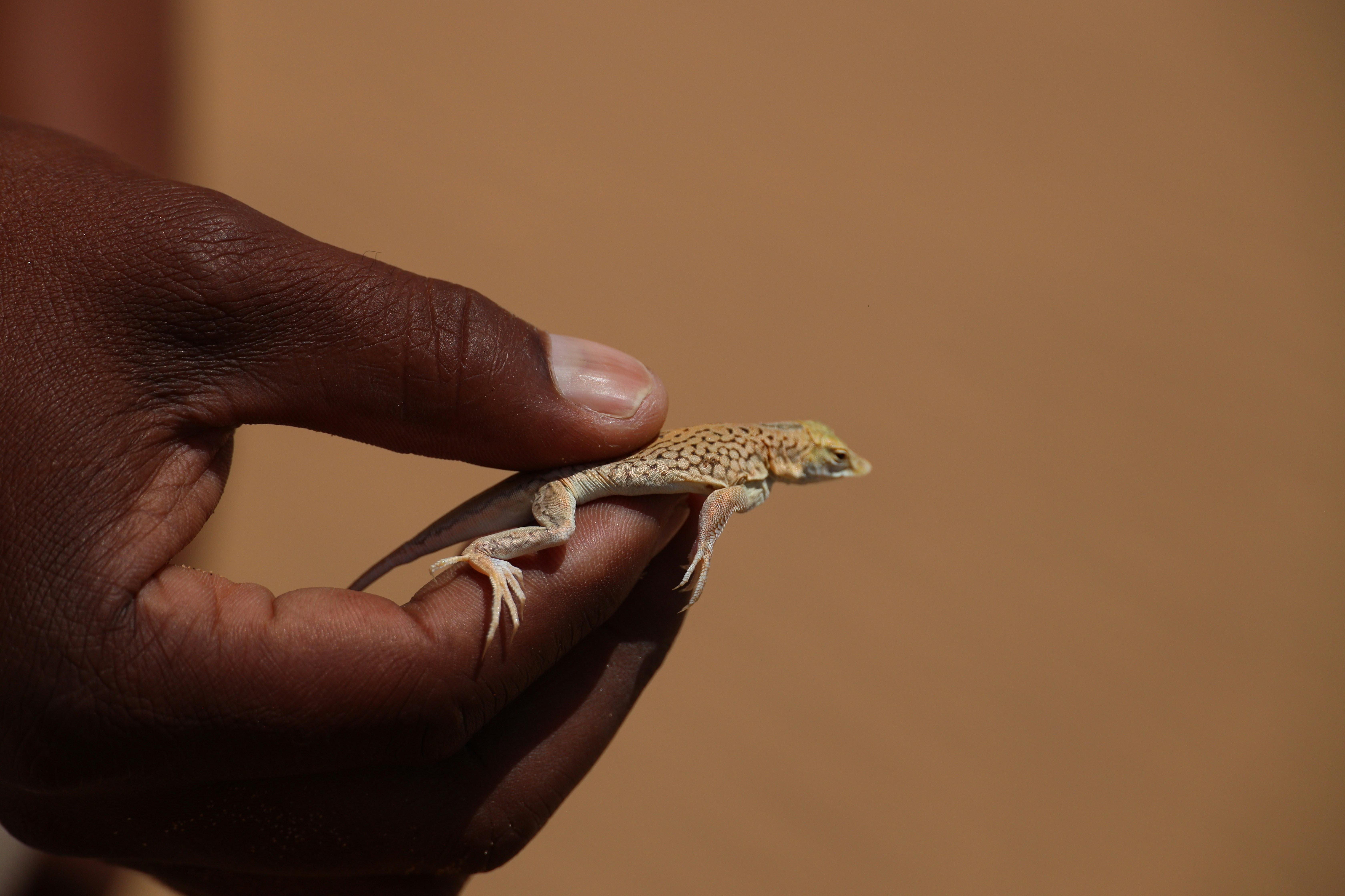 Cradled Gecko in the Silence of Desert Light
