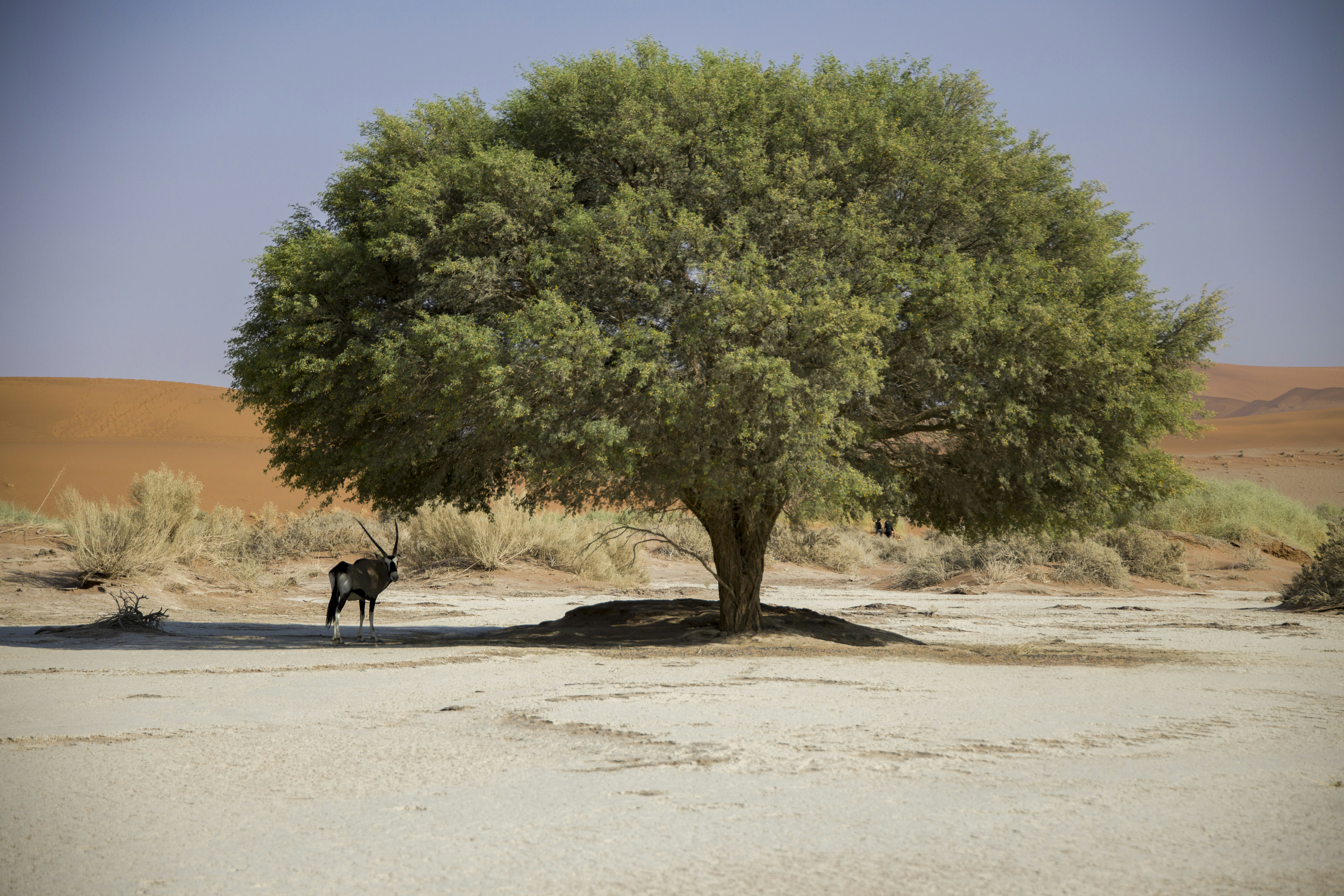 Canopy in the Dunes: A Lone Desert Tree Guards the Silence