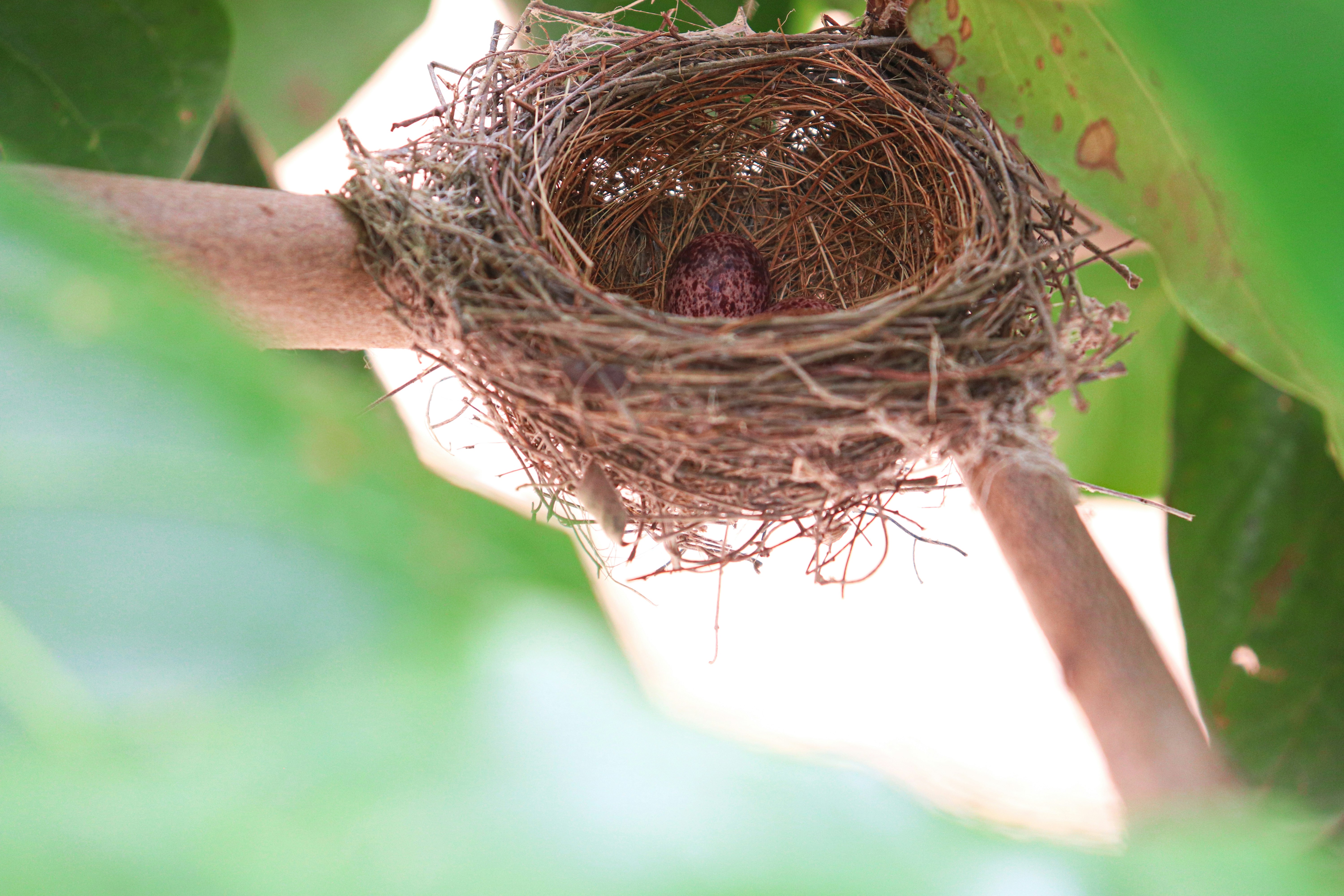 Nest at the Core: A Tiny Twig Cradle Framed by Green Veils