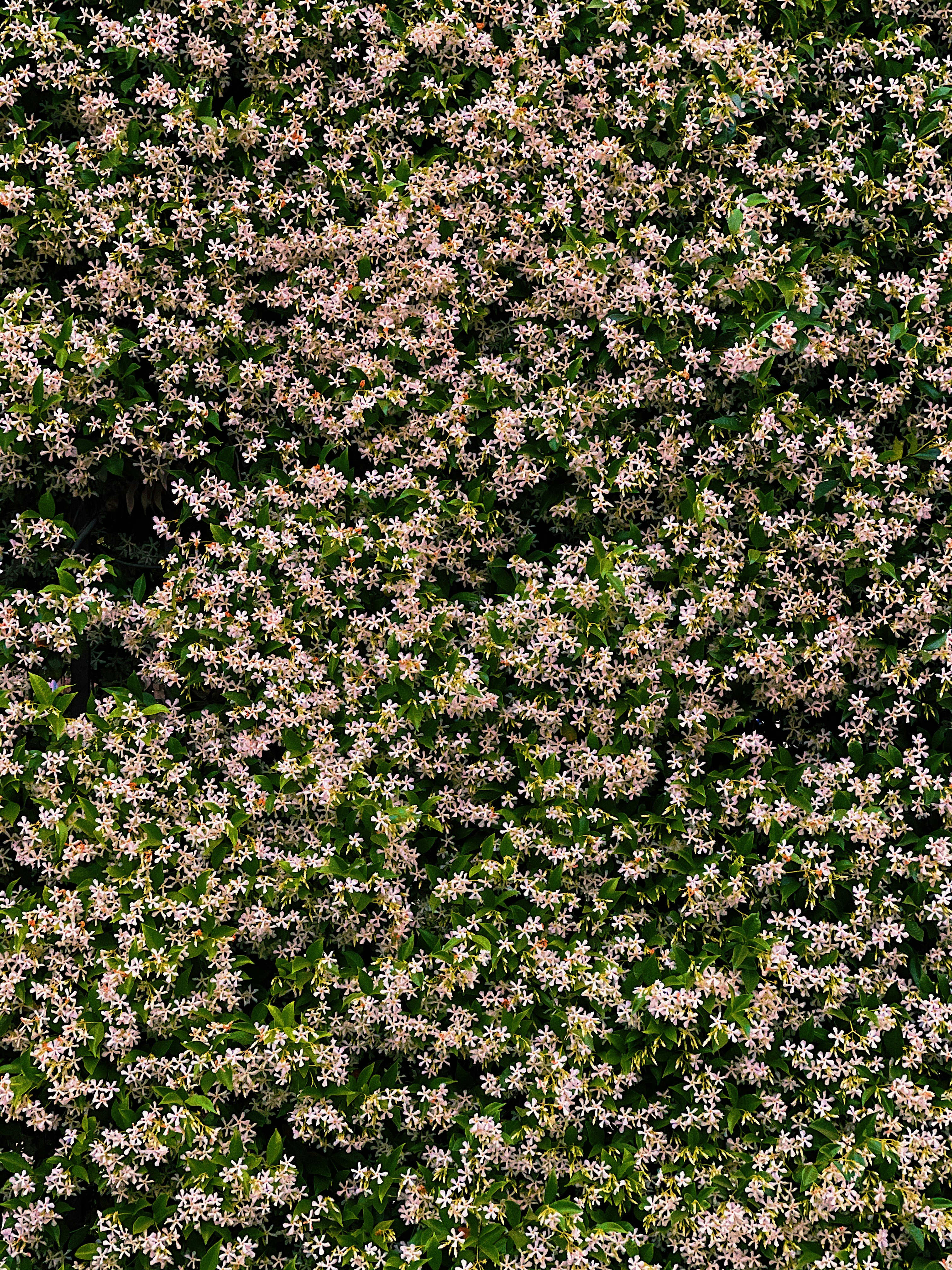 Floral Symphony: A Tapestry of Blossoms