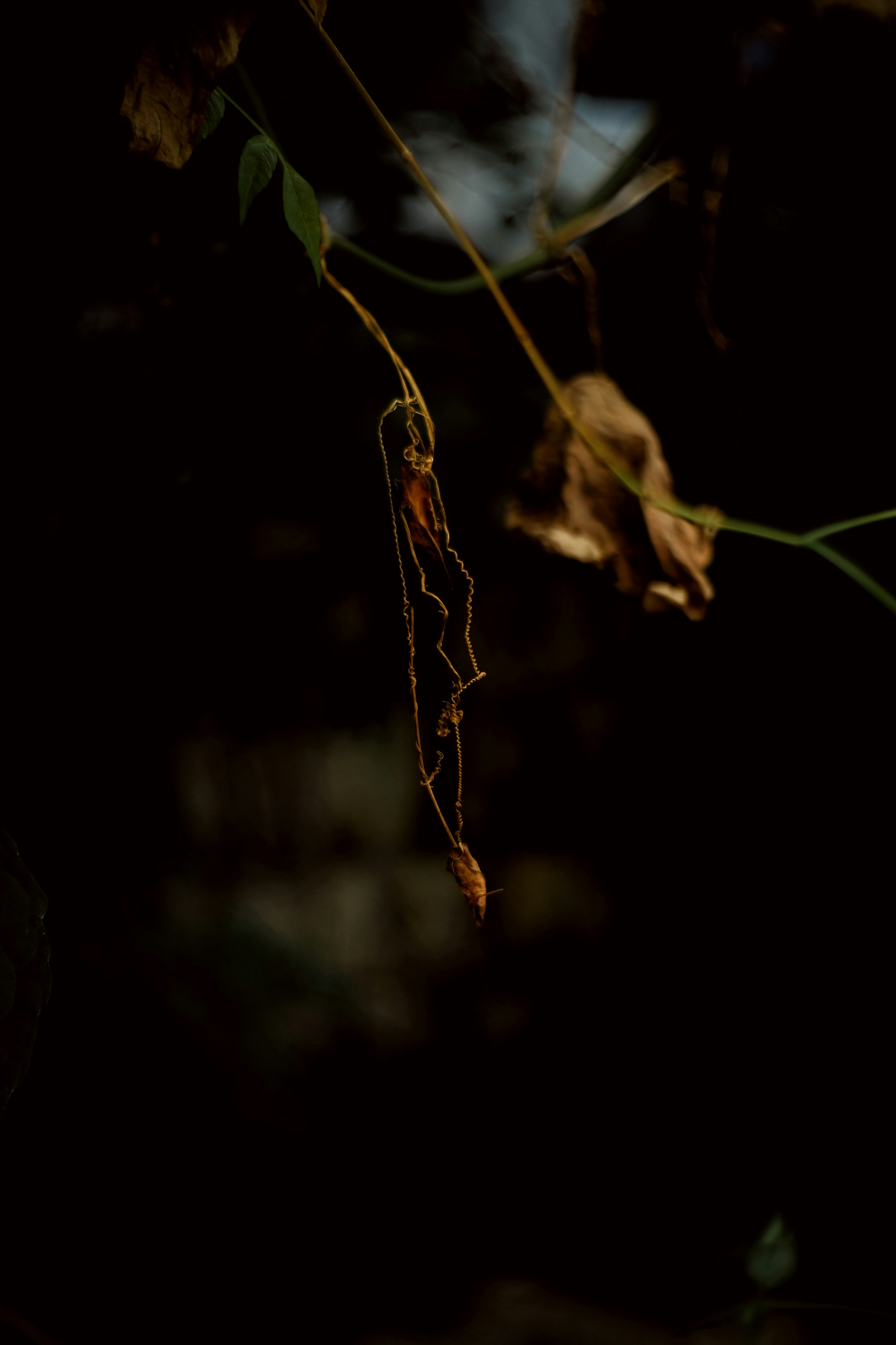 Shadowed Tendril: a Delicate Vine in Dim Light