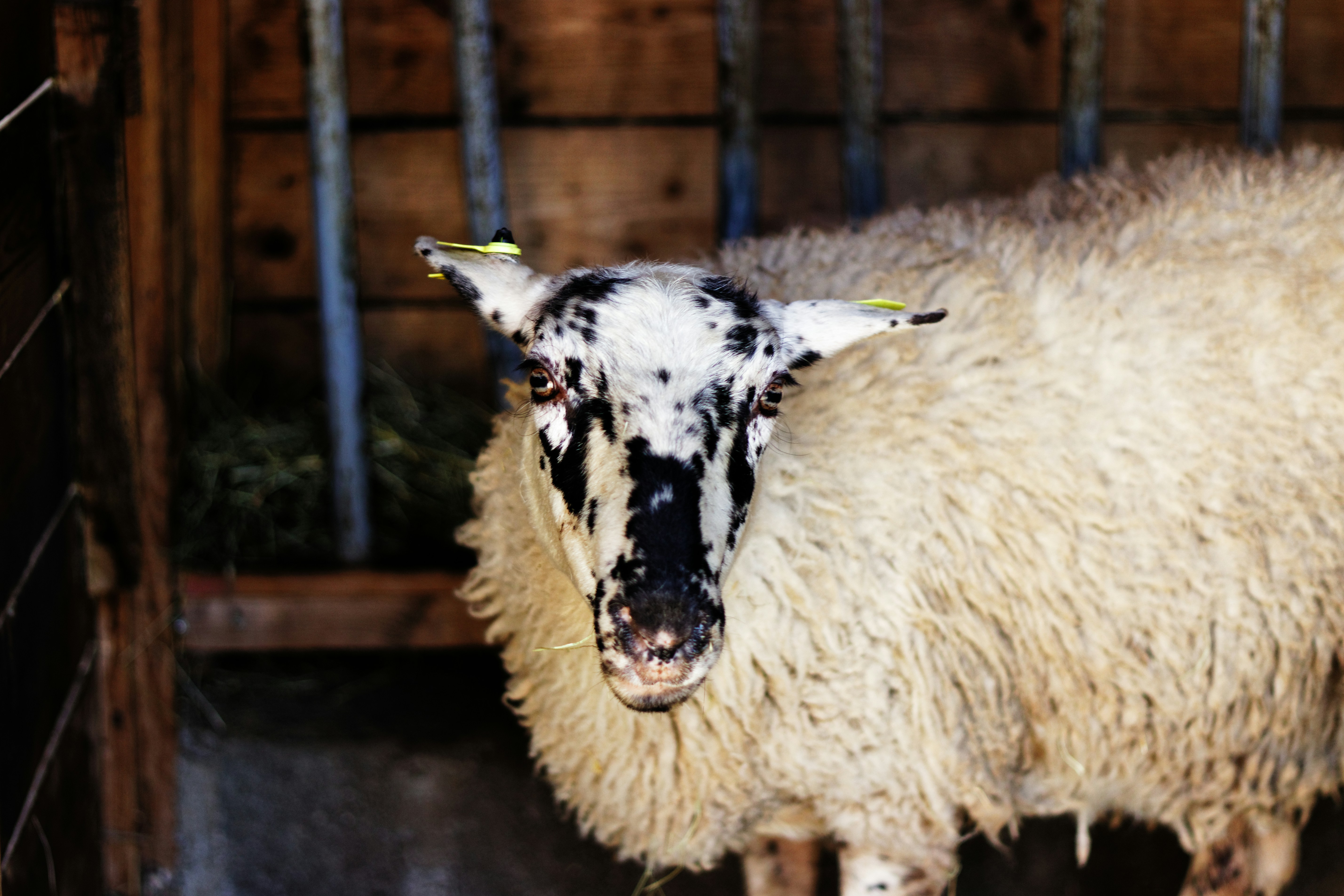 Close-up of a sheep with distinctive black and white markings, standing in a rustic barn setting. The animal's attentive expression draws the viewer in.