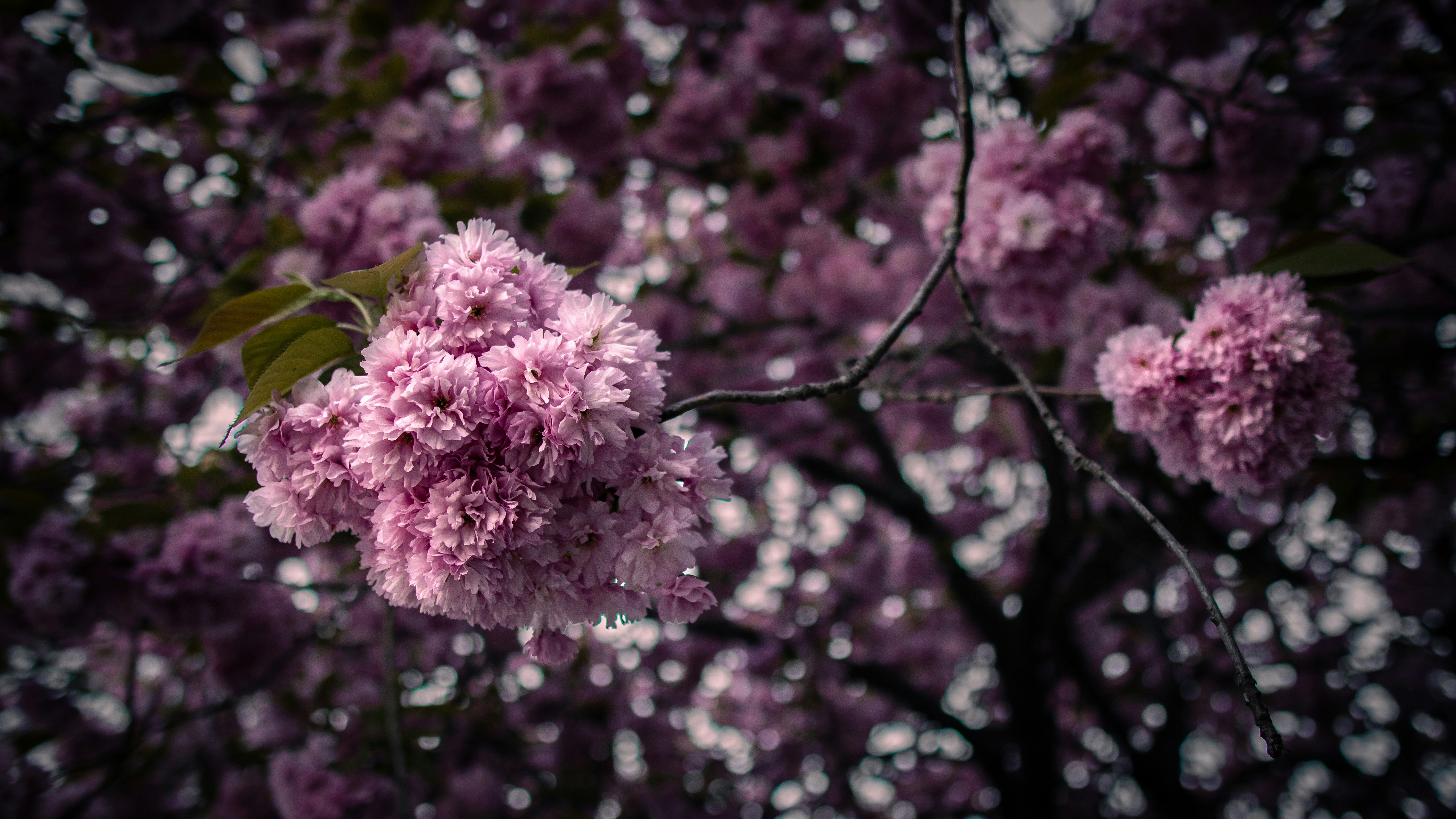 Cluster of pink blossoms on a tree branch against a dark, blurred background.