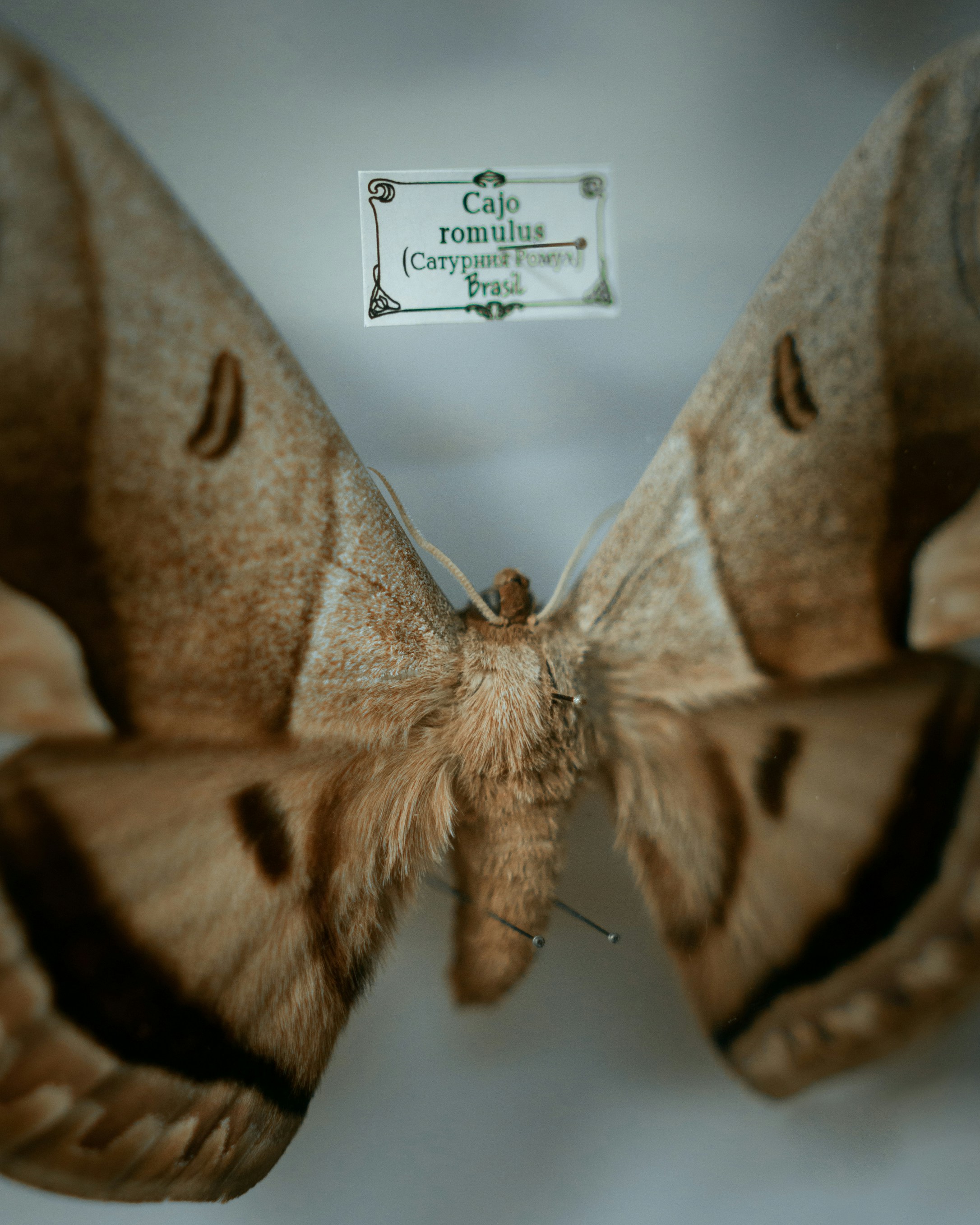 brown and white butterfly on brown textile