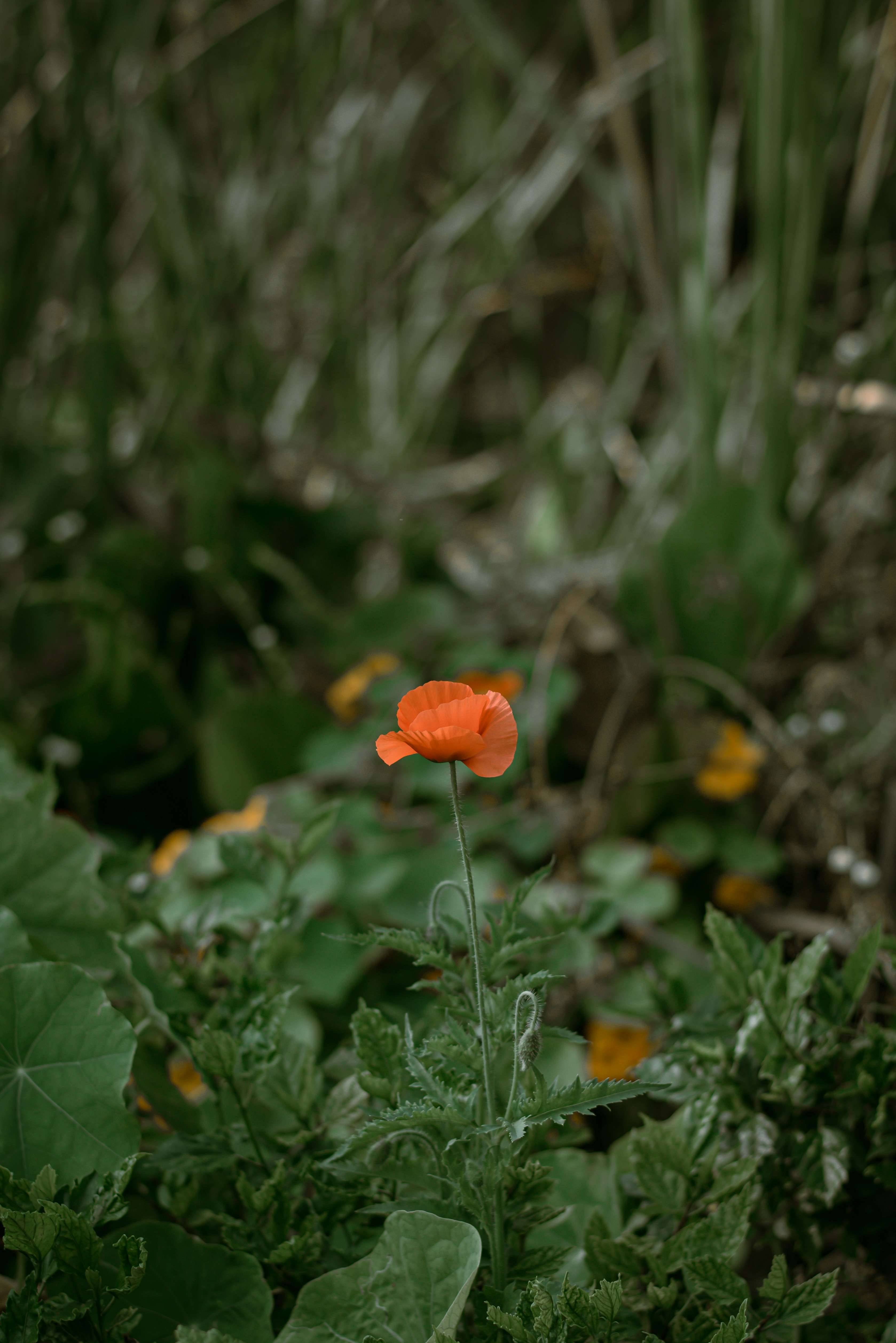 Solitary Orange Poppy: Spotlight amid Quiet Garden Greens