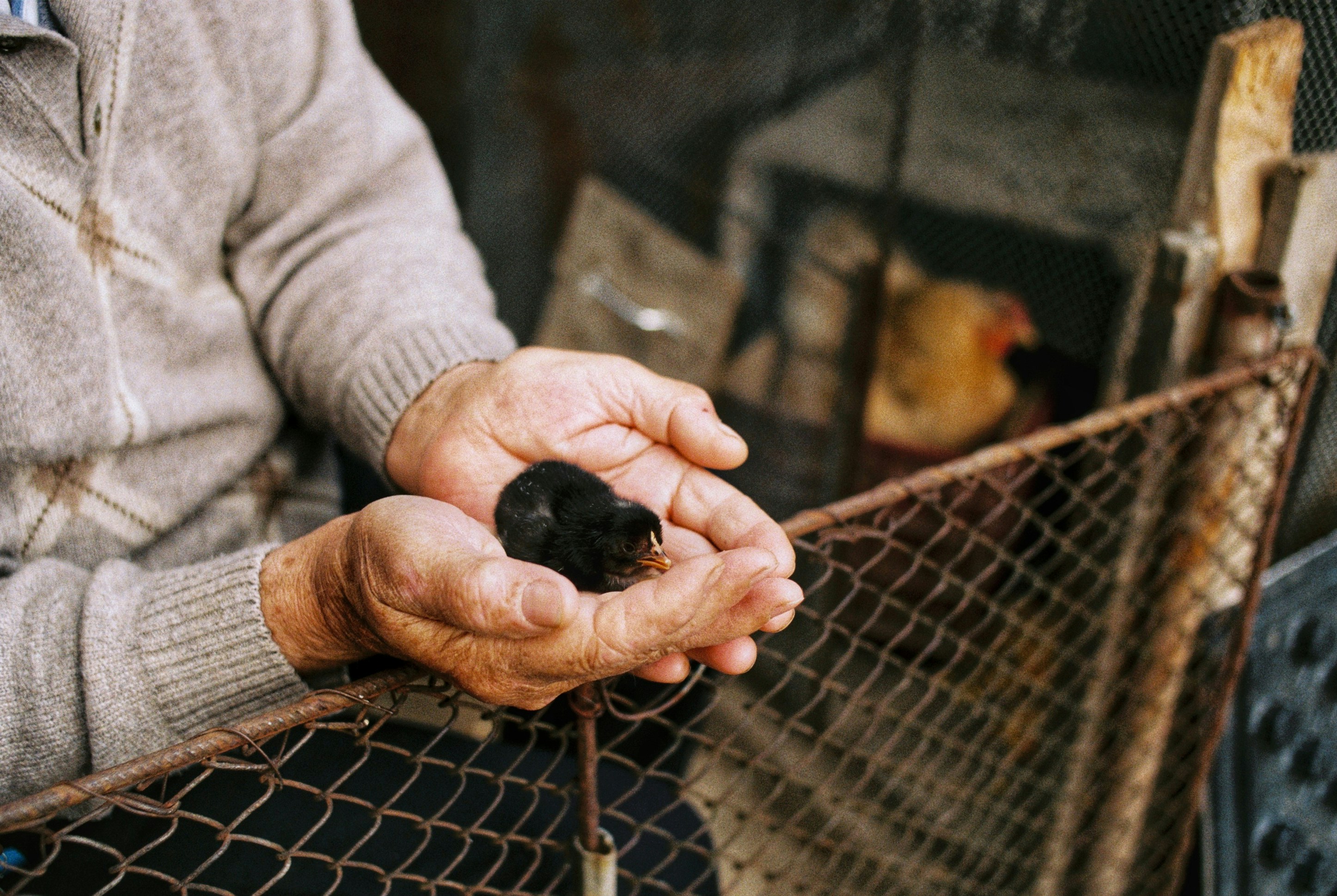 An elderly man's hands cradle a small black chick, surrounded by a rustic farm setting. The warmth of the moment captures the bond between human and animal.