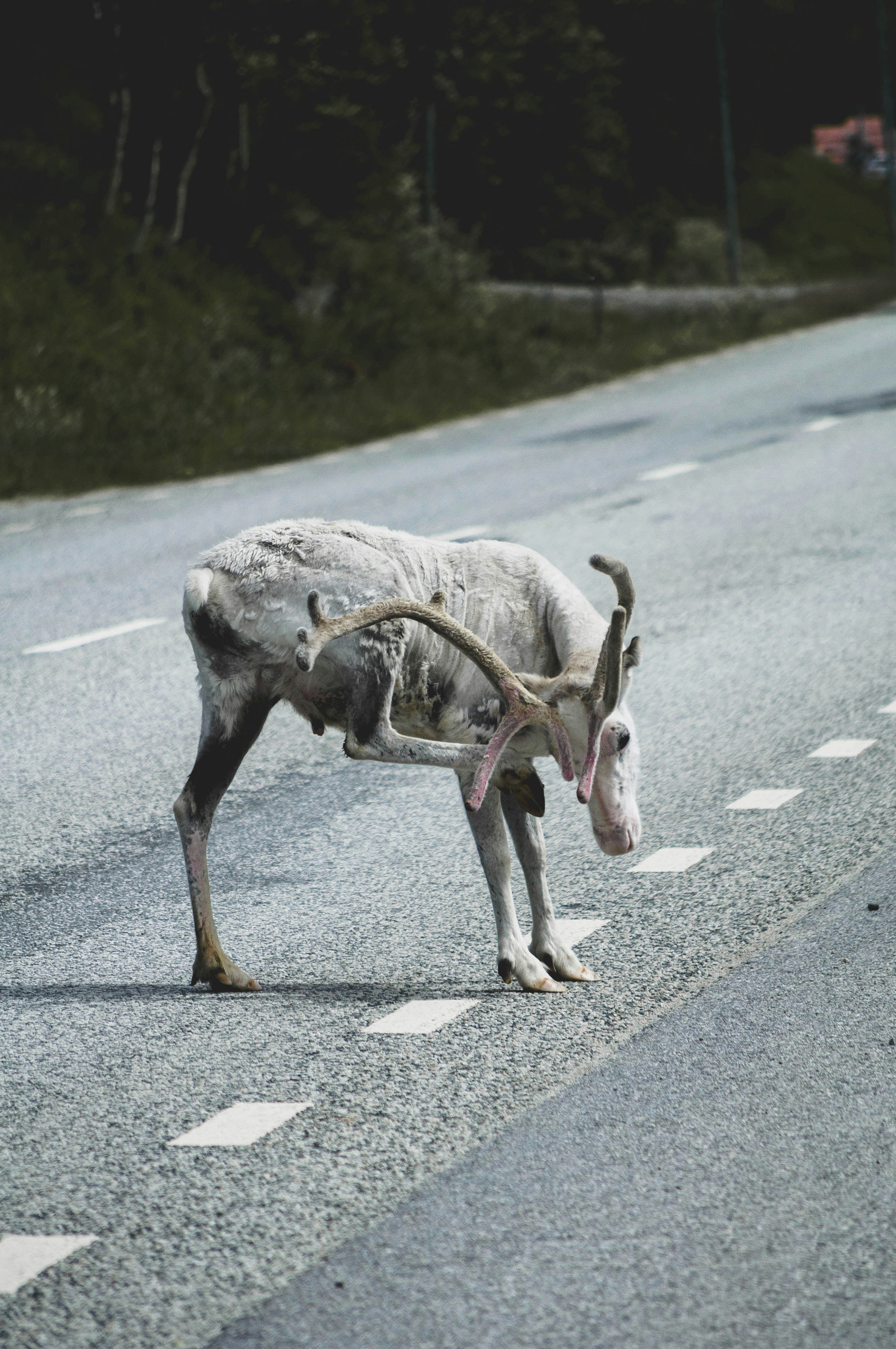 A reindeer navigating a quiet road, showcasing its unique antlers and fur in a serene landscape.