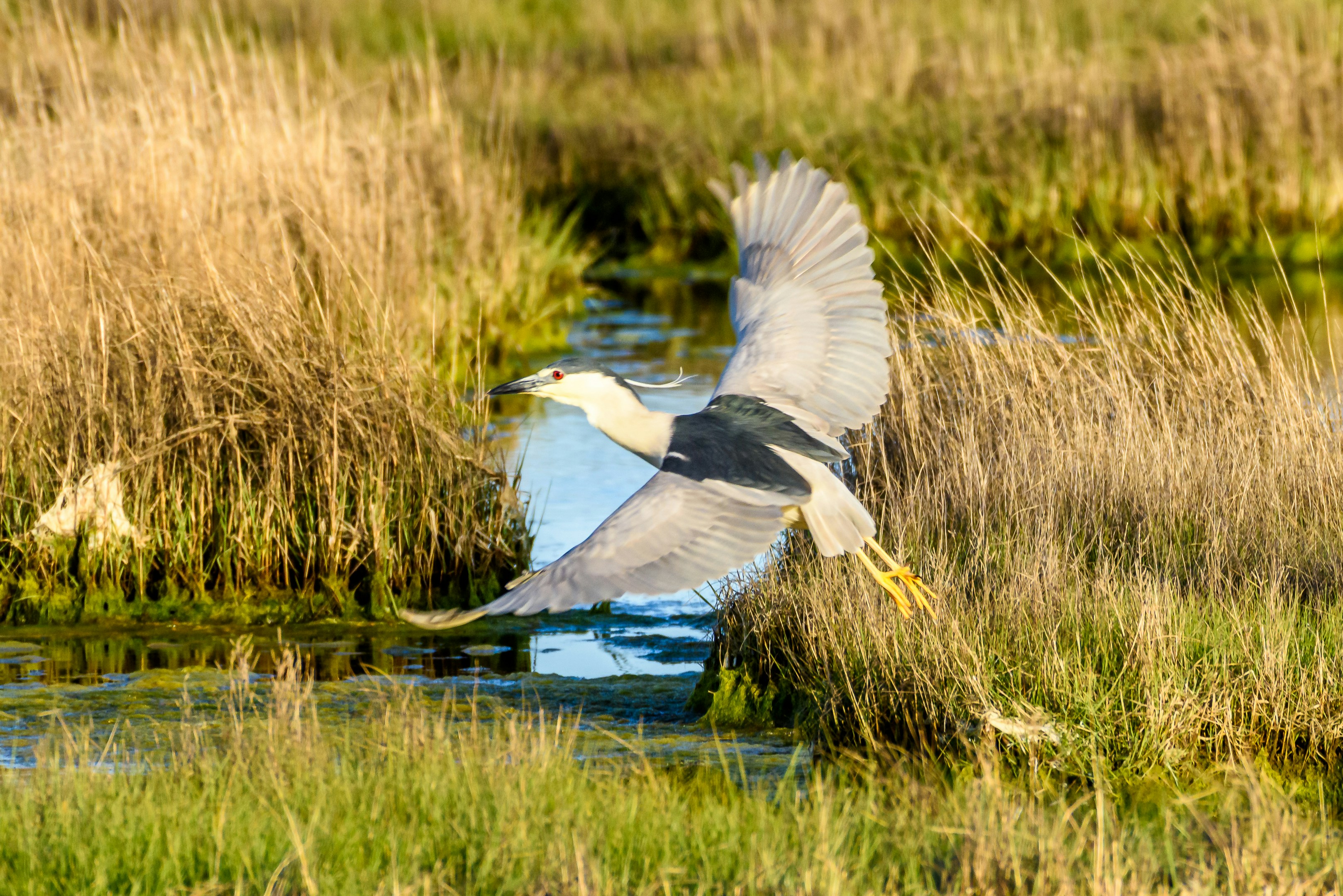 A black-crowned night heron gracefully takes flight over a tranquil wetland, showcasing its striking plumage against the lush backdrop.