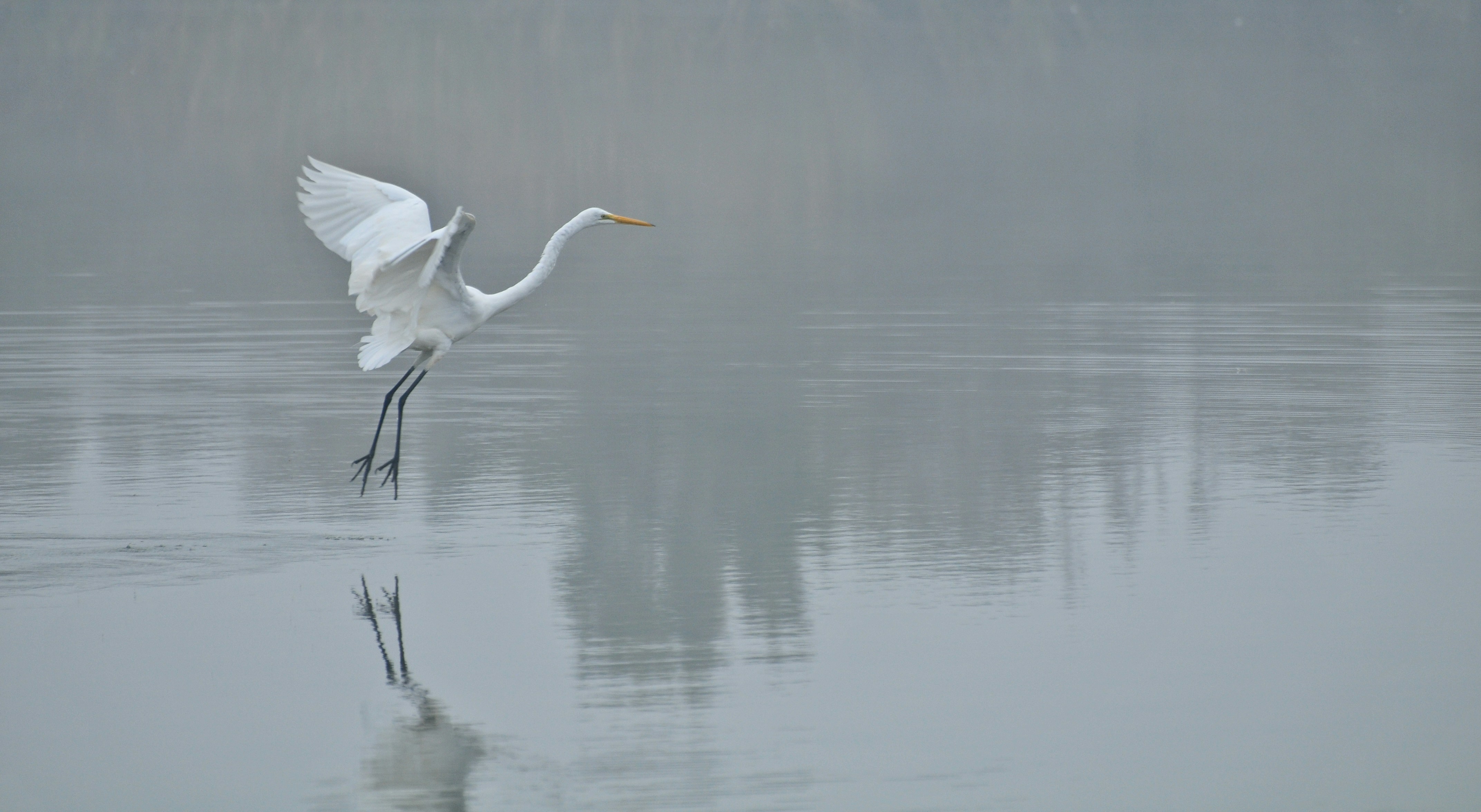 A white egret takes flight over a misty water surface, its reflection shimmering in the calm water below.