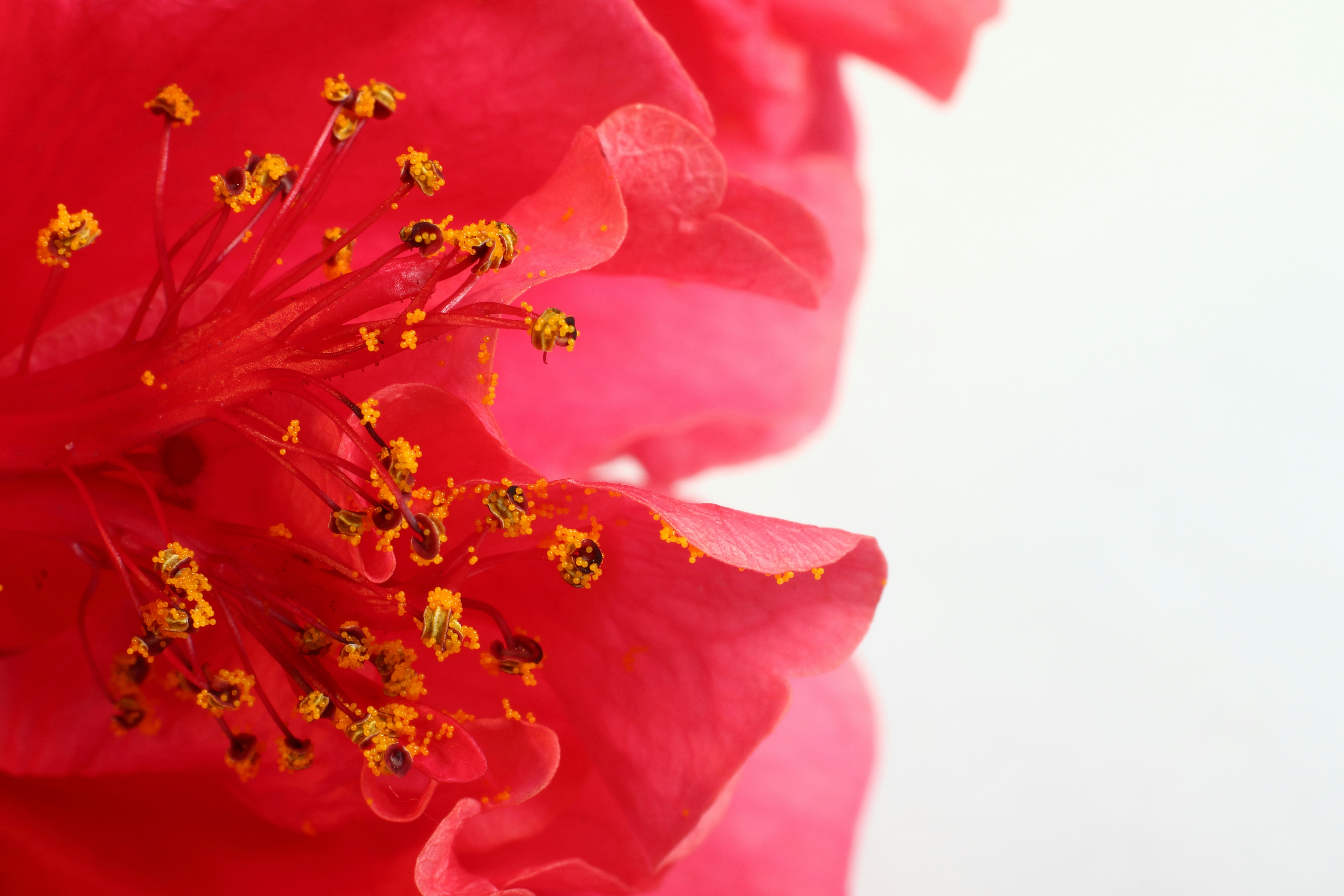 Crimson Petals: A Close-Up of Stamen and Velvet Refrain