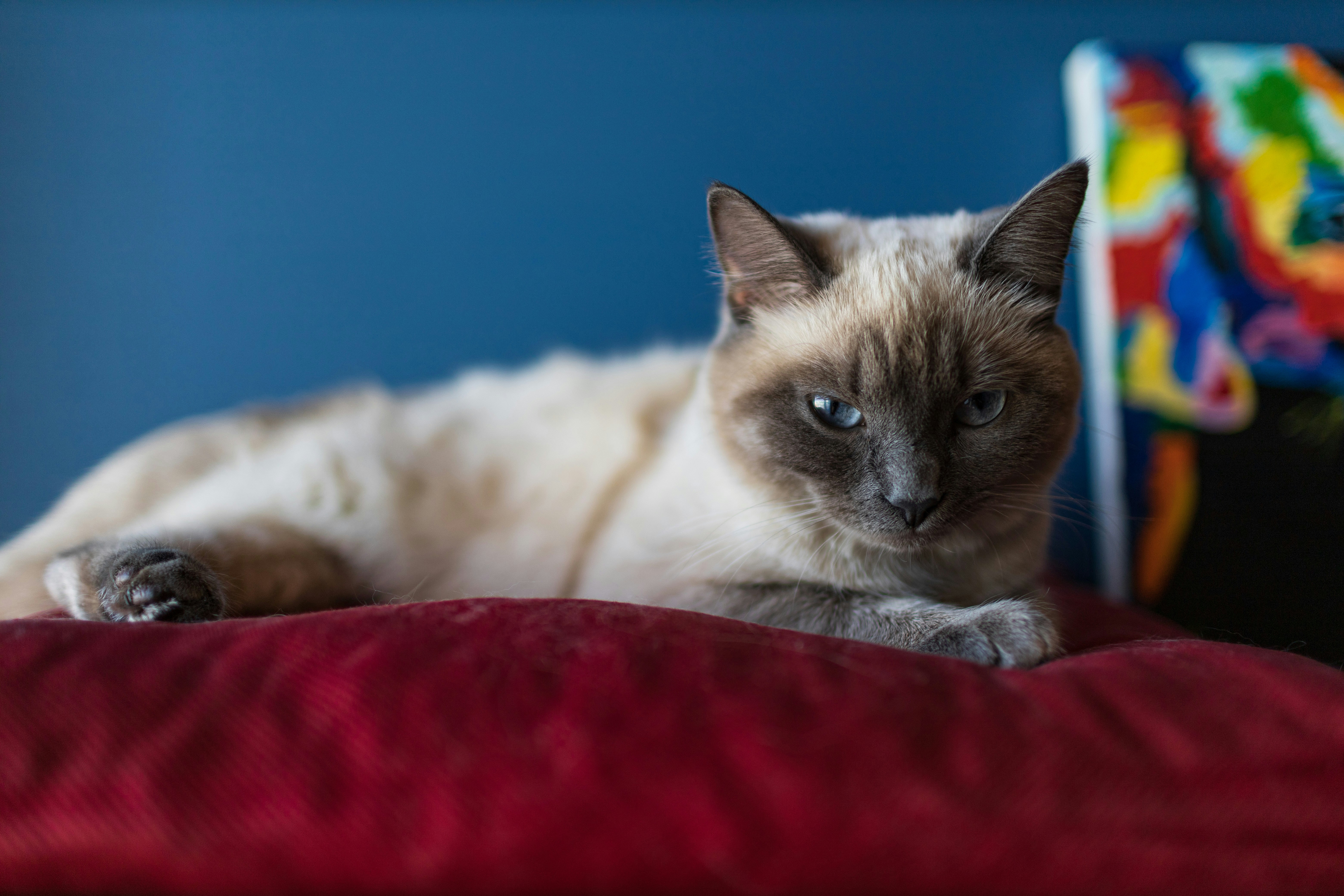 Calm Sentry on a Velvet Red Cushion