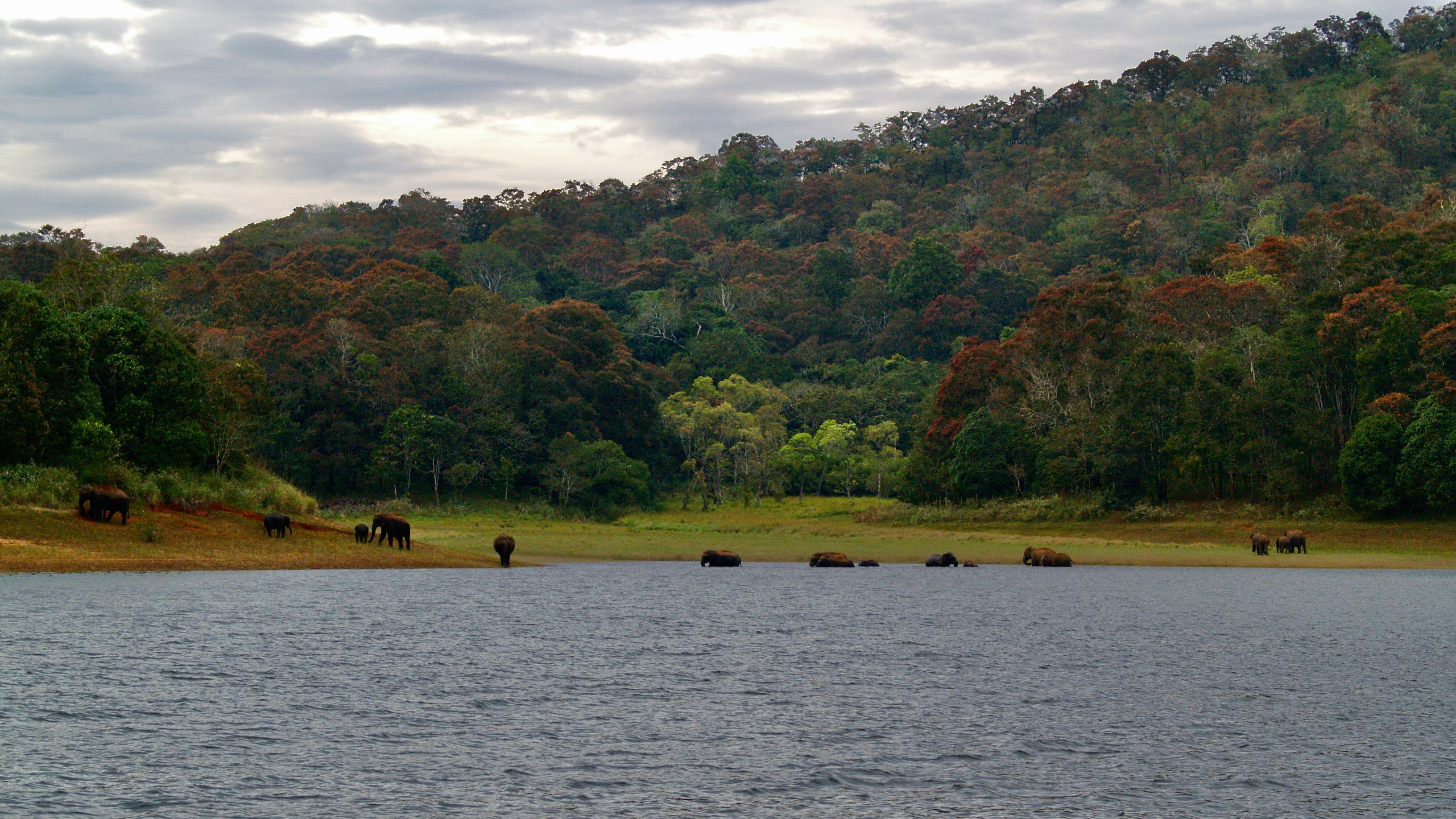 Elephants congregating near a tranquil lake, surrounded by lush greenery and vibrant foliage.