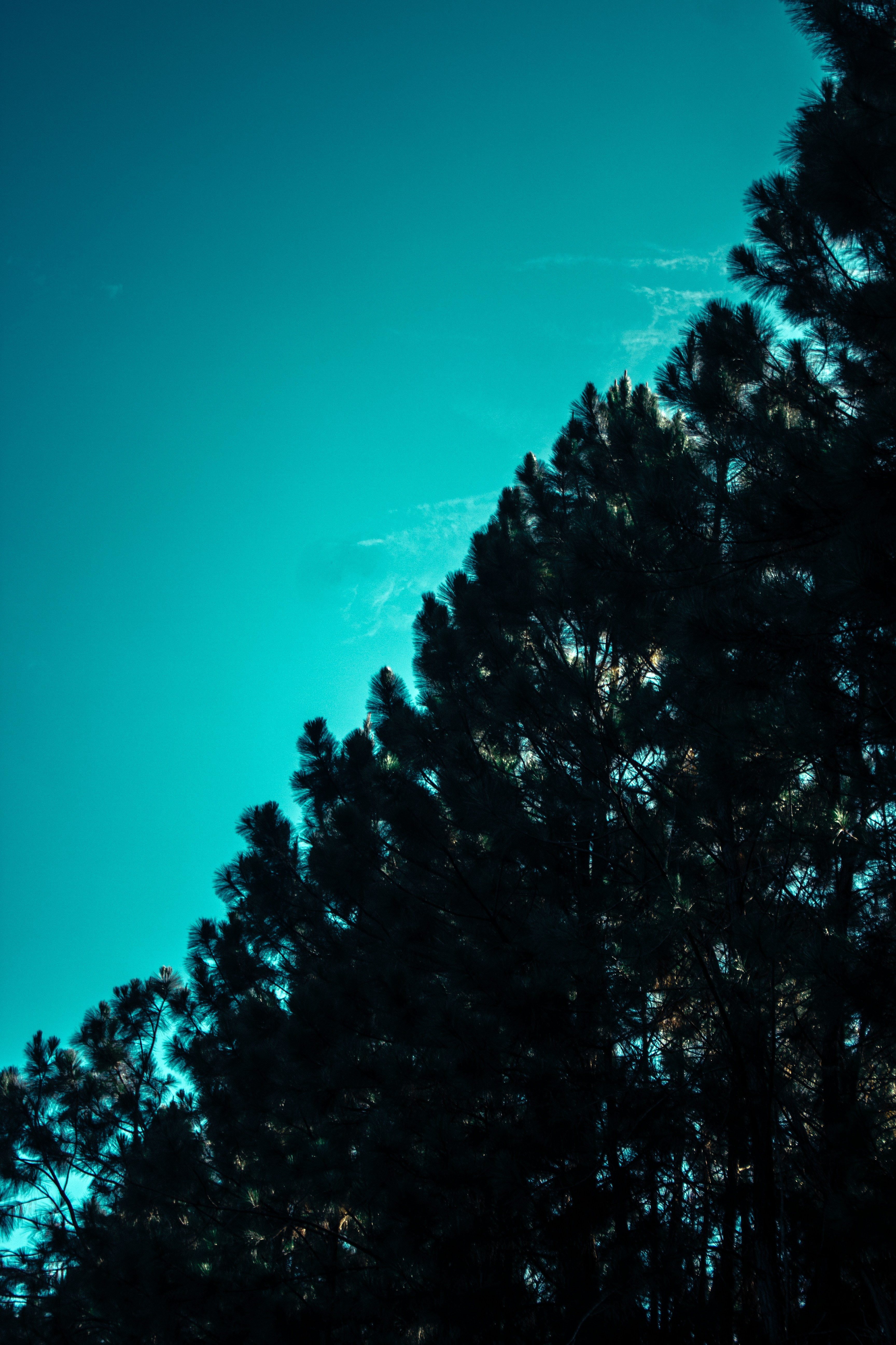 Dark silhouettes of pine trees contrast against a serene blue sky with wispy clouds.
