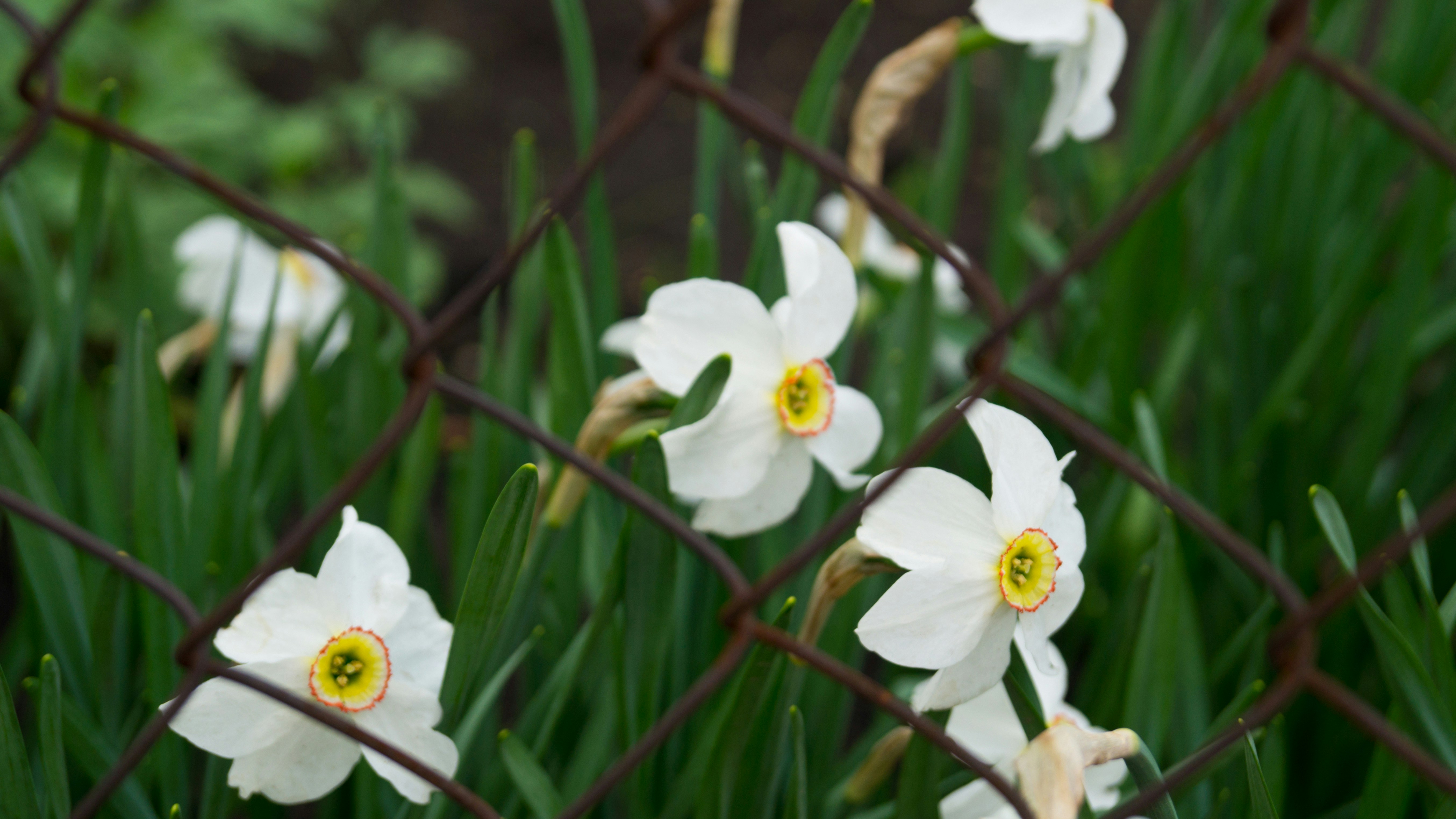 Daffodils in Focus Behind a Weathered Chain-Link Fence