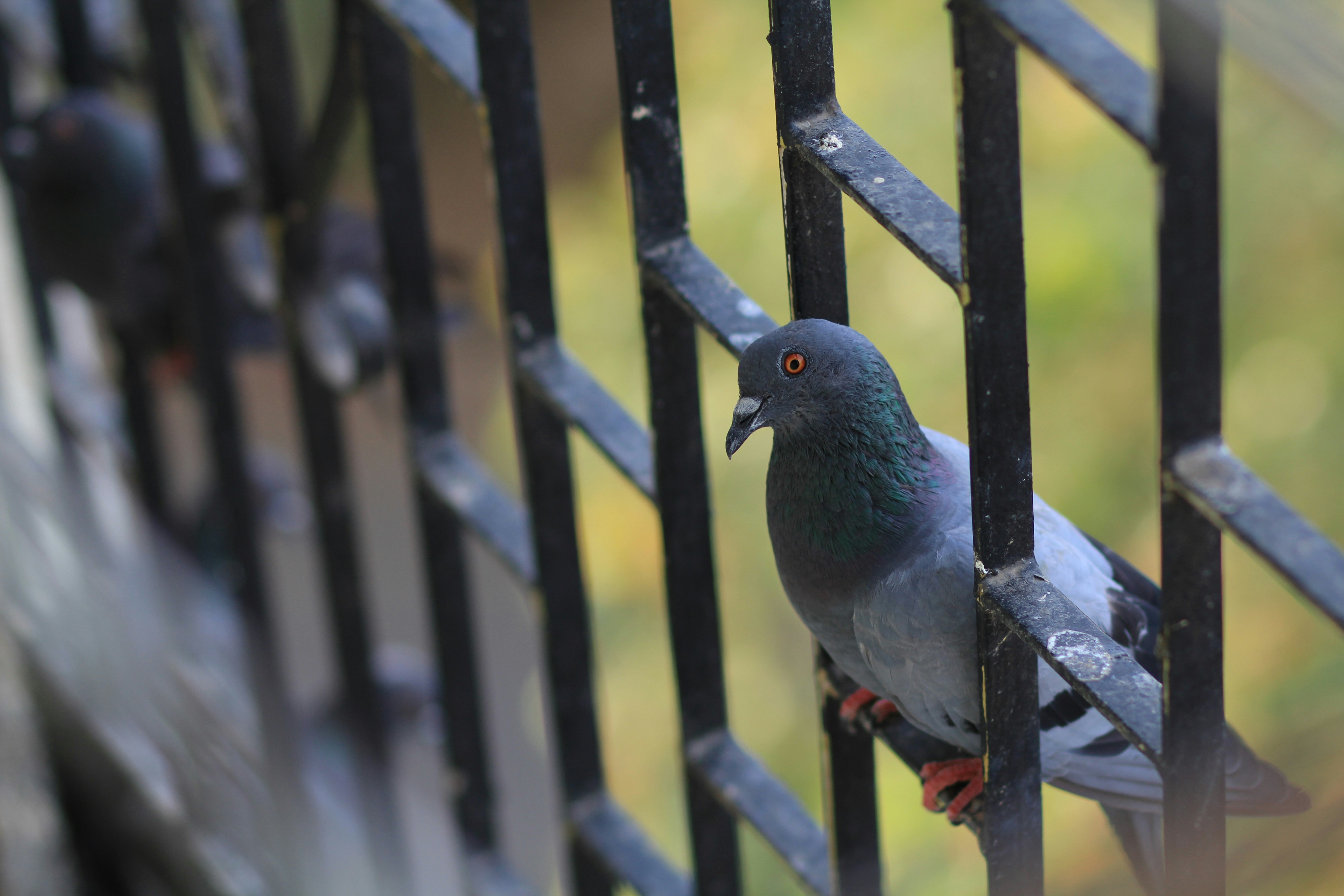 Red-footed City Dove Peers Through Iron Rails