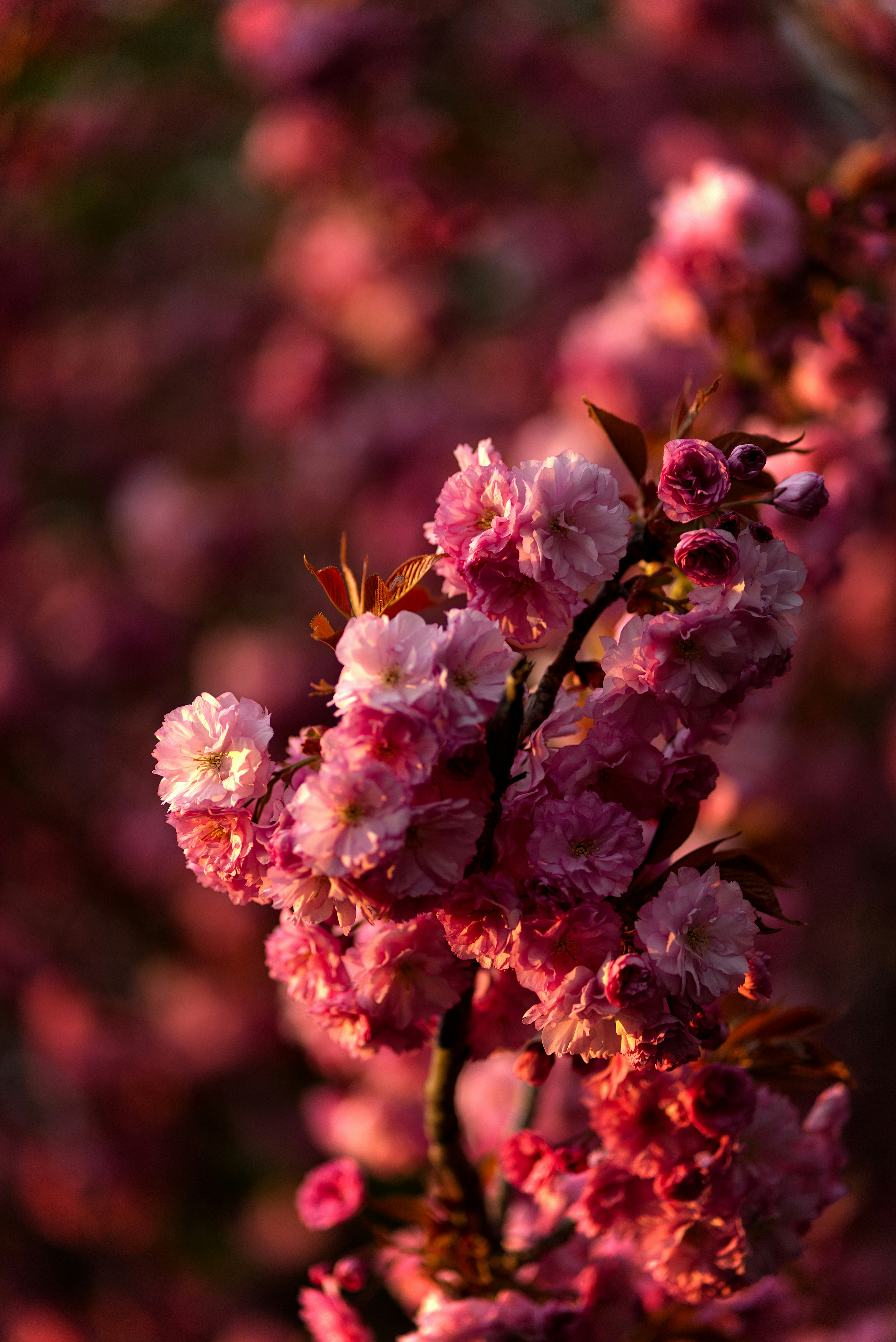 pink and white flower in tilt shift lens