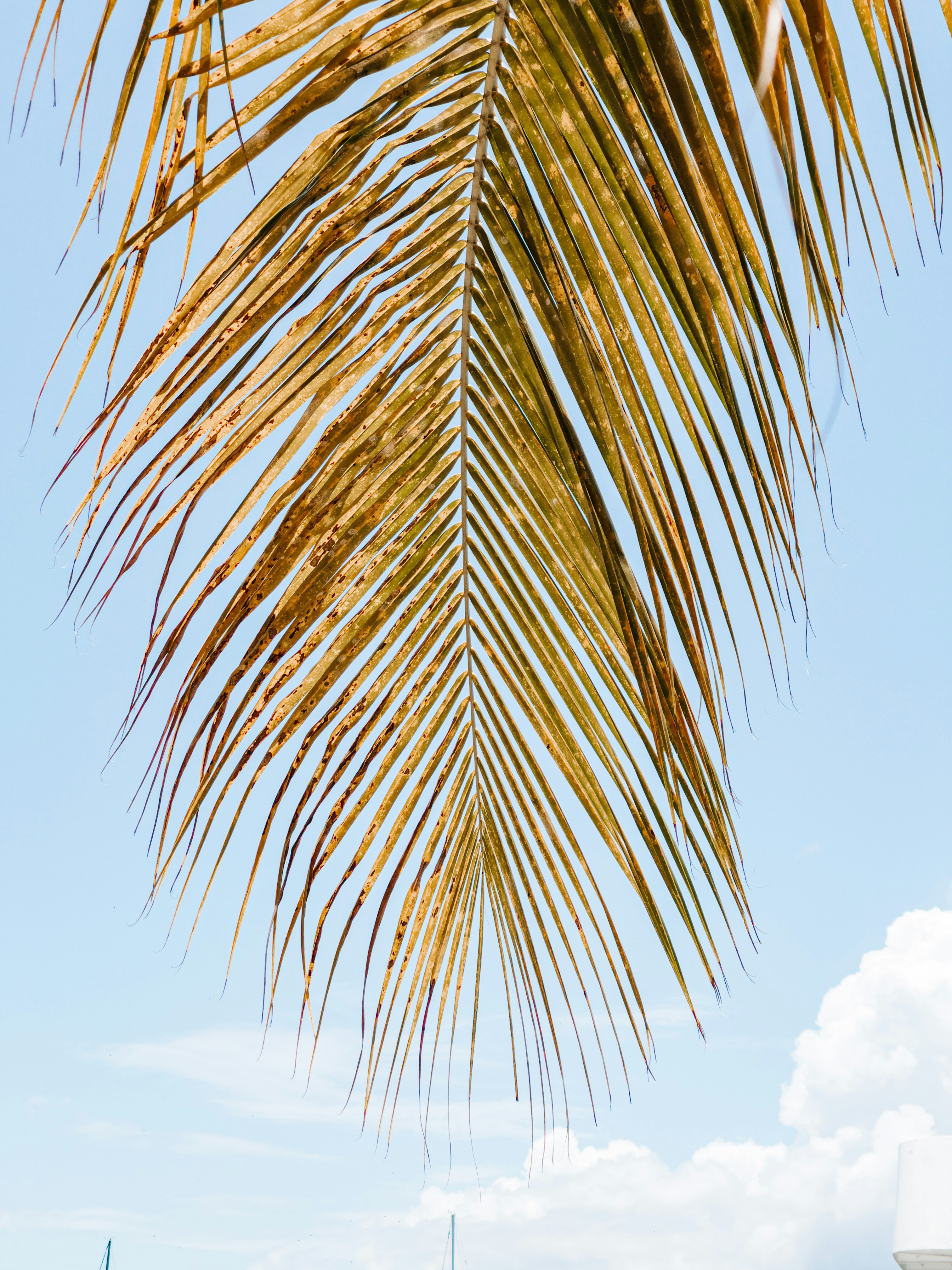 Midrib in the Sky: A Palm Frond Framing Summer Blue