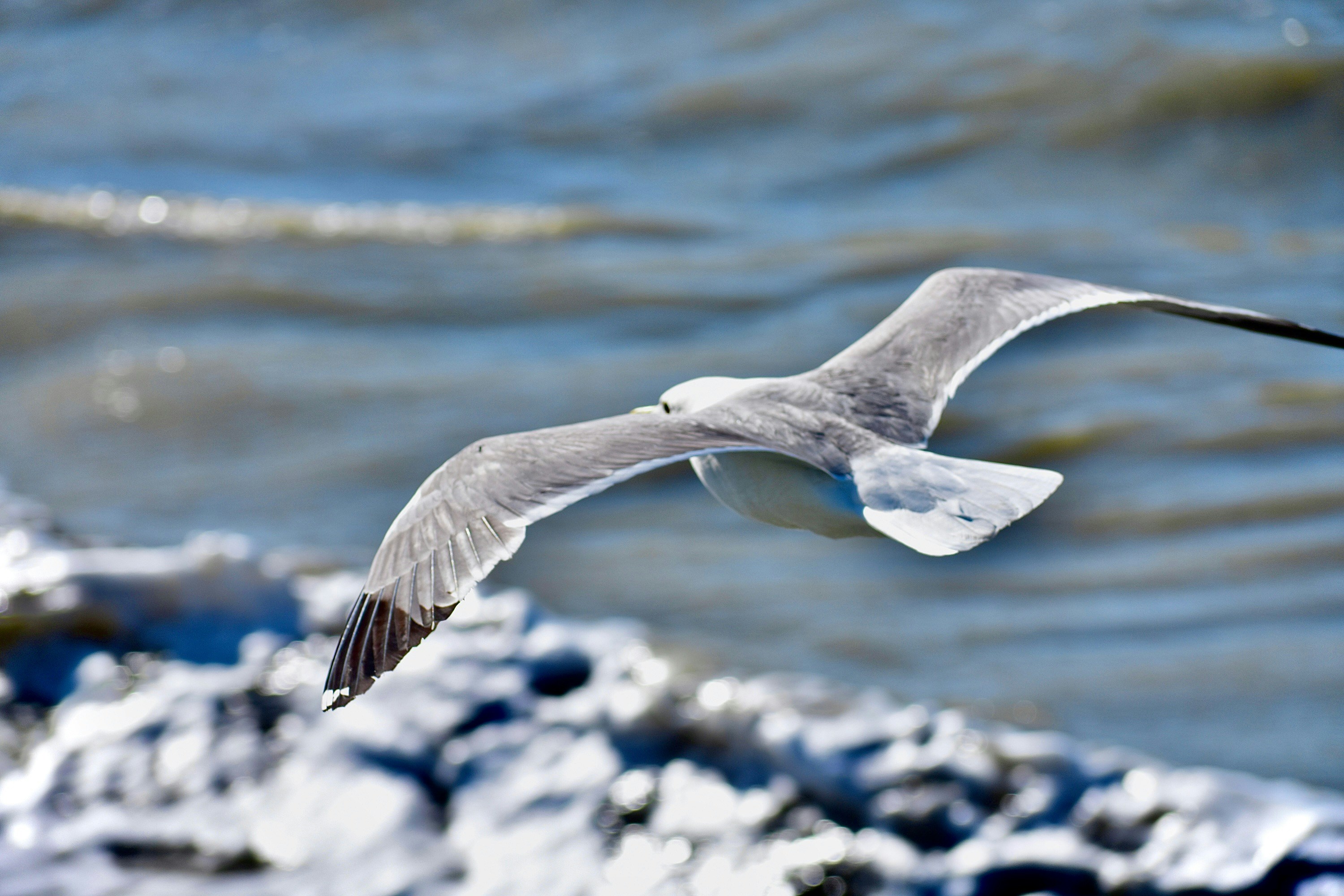 White and gray bird flying over the sea photo – Free Bay area Image on ...