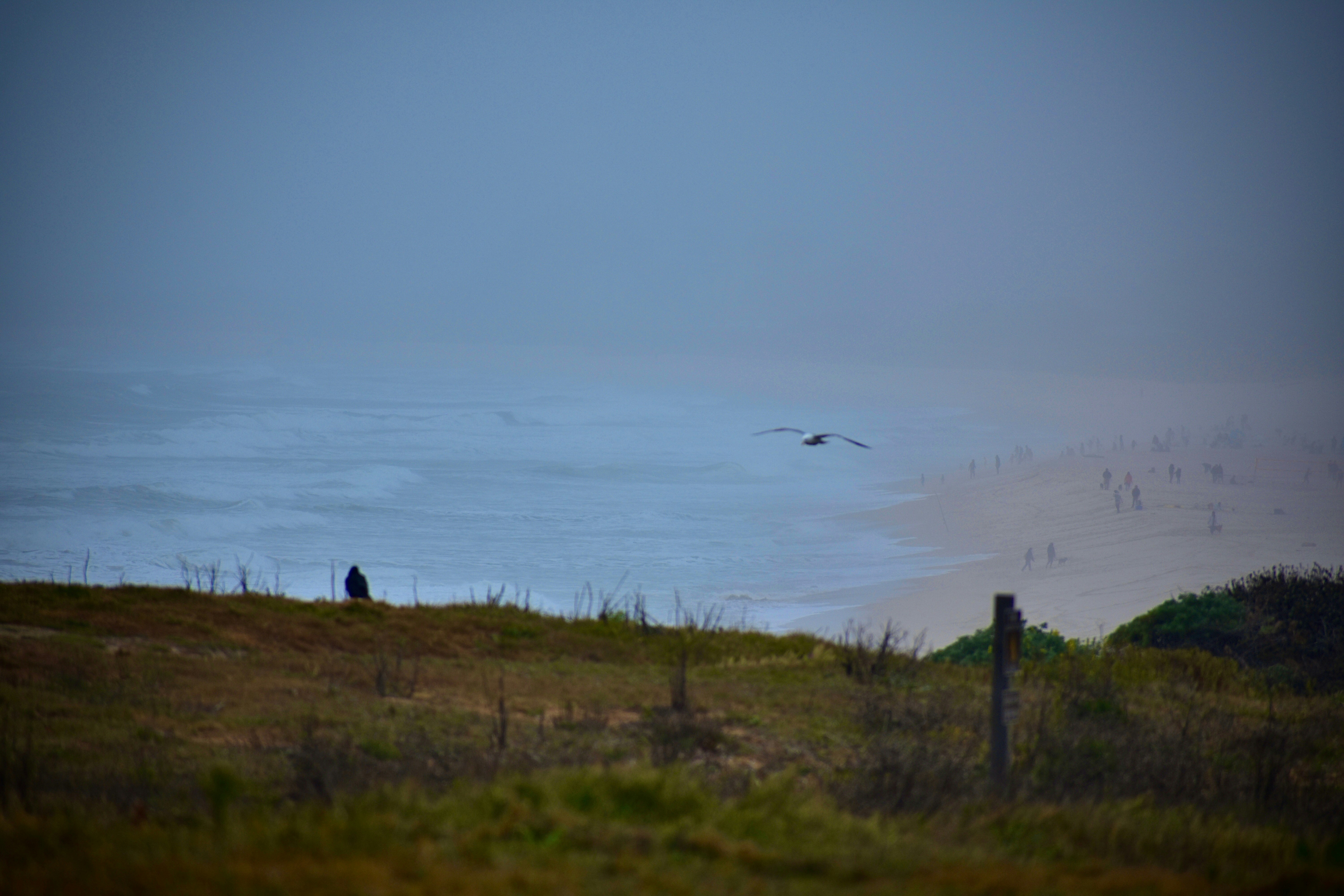 Foggy day at the beach with birds flying in background