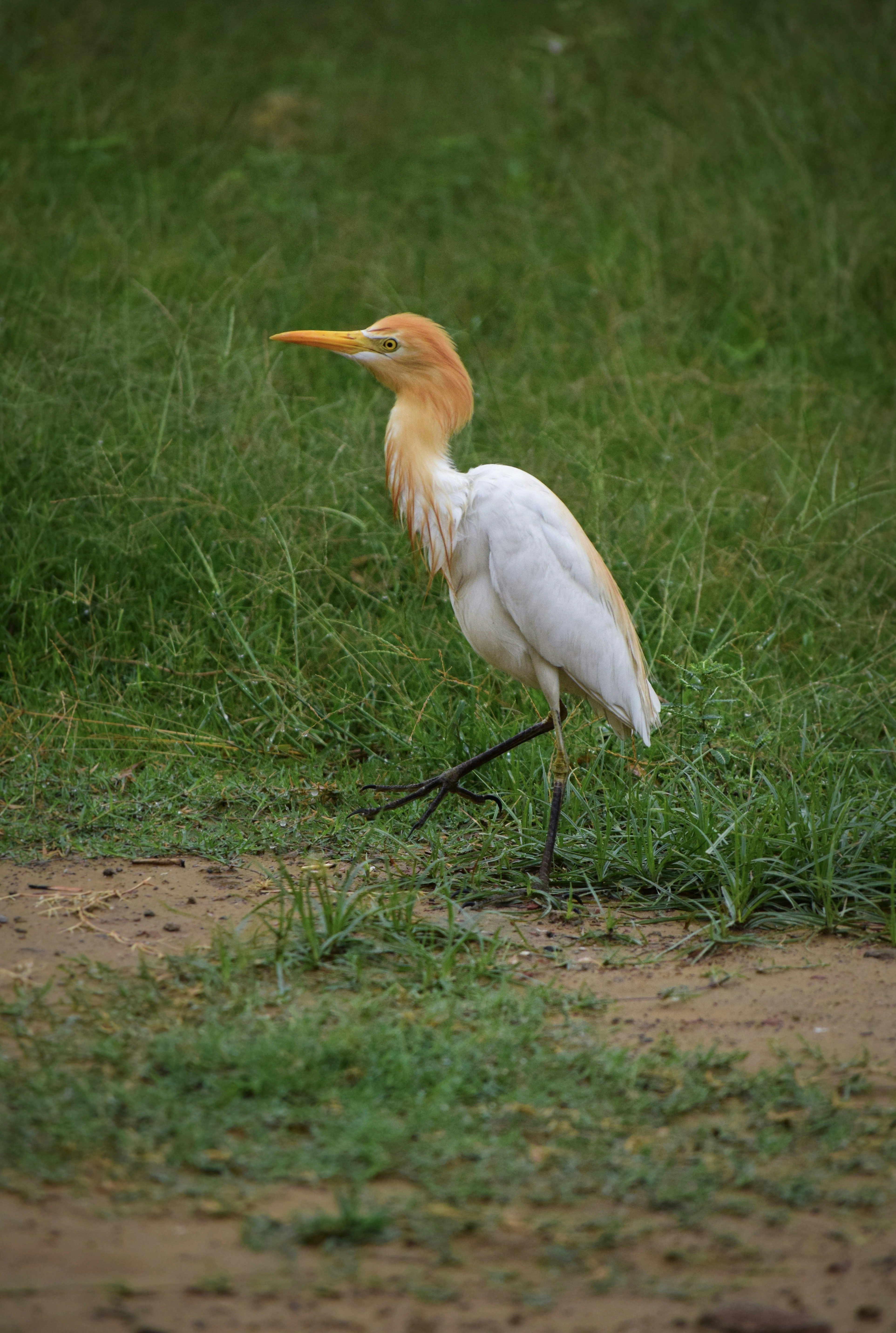 Breeding Plumage Egret at the Mudbank Edge