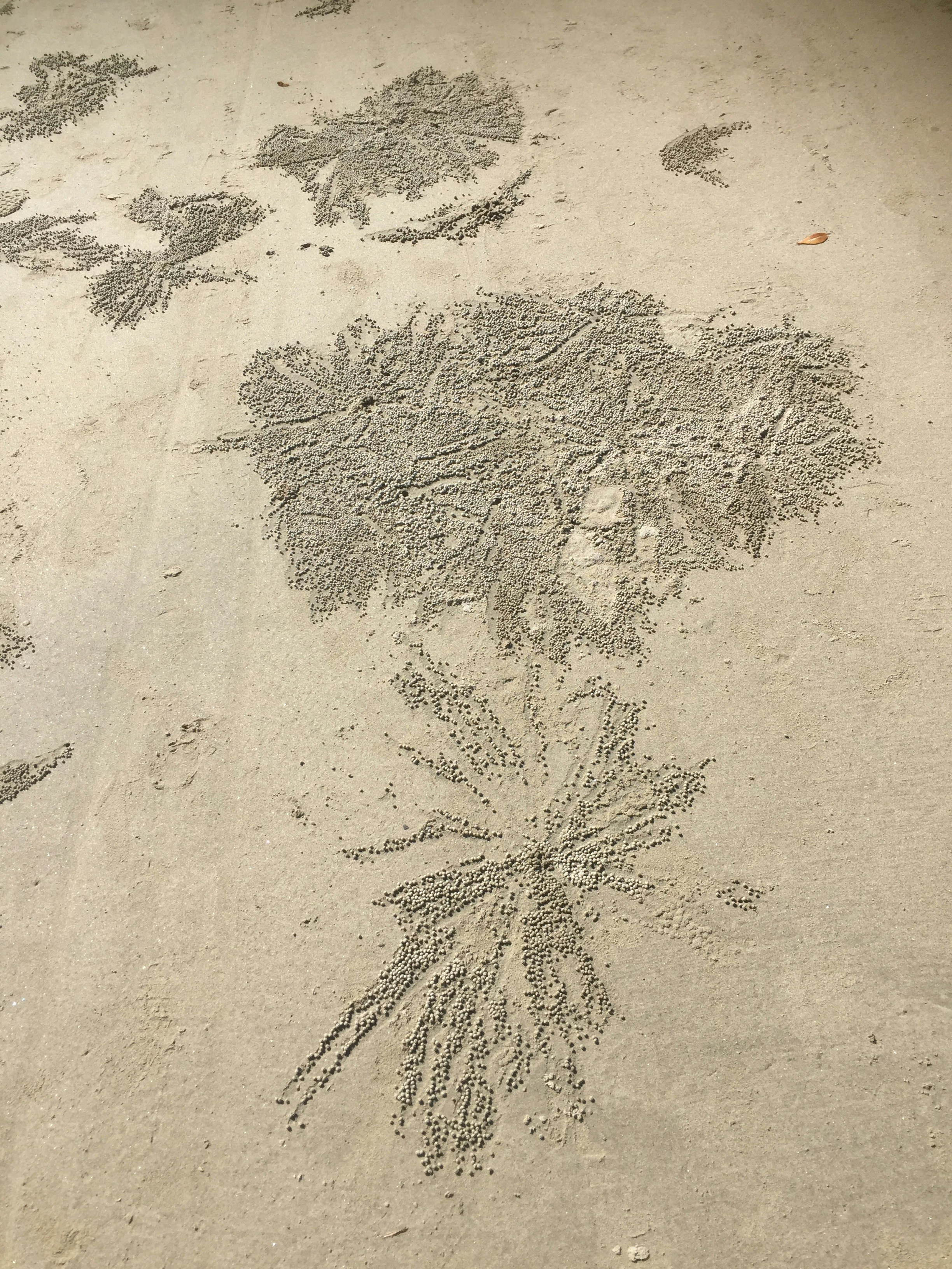 Delicate patterns formed by tiny sand grains on a flat surface, resembling organic shapes and textures. The arrangement showcases the beauty of natural design.