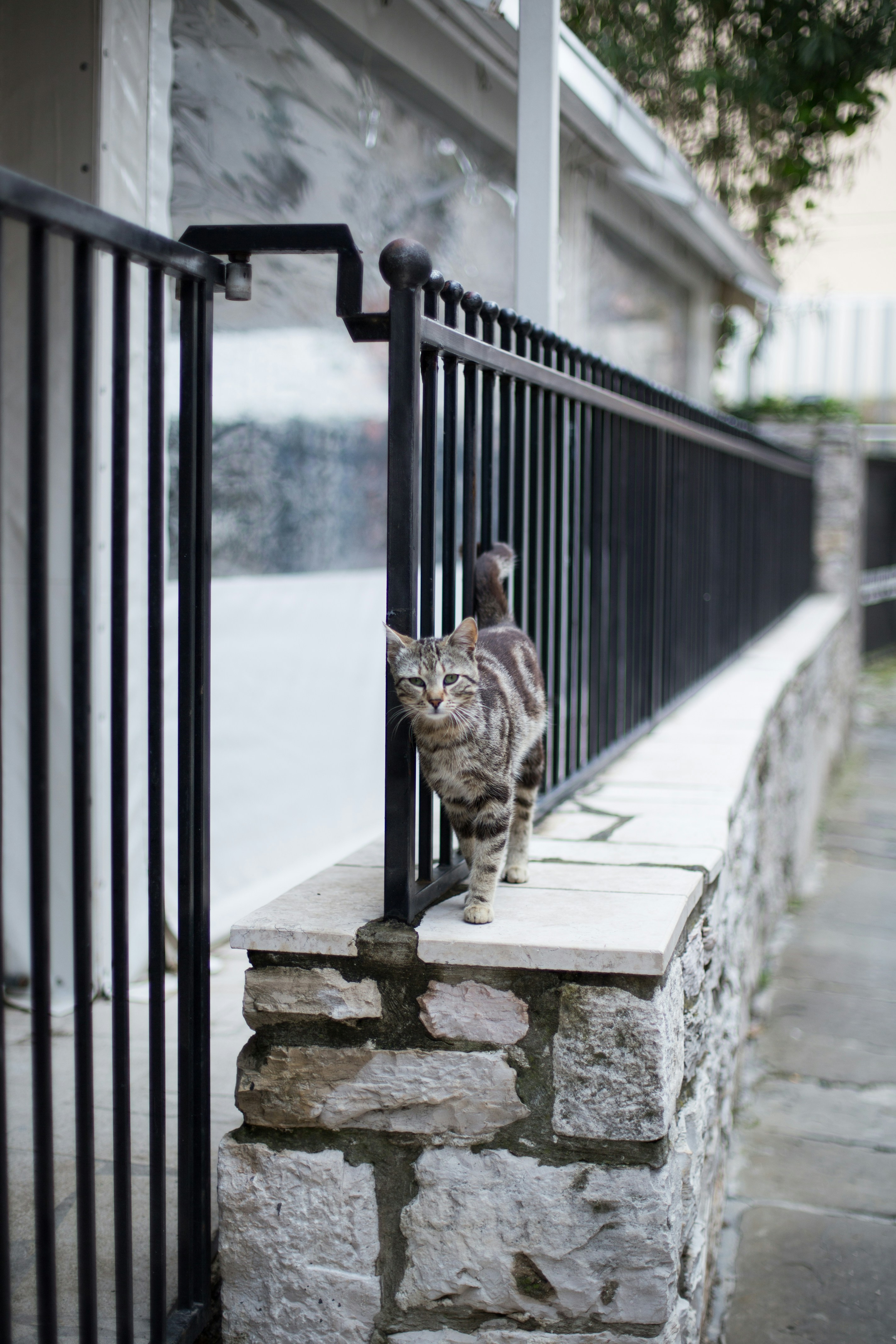 Cat Crosses the Iron Rail: A Quiet Stroll Along Stone Terrace