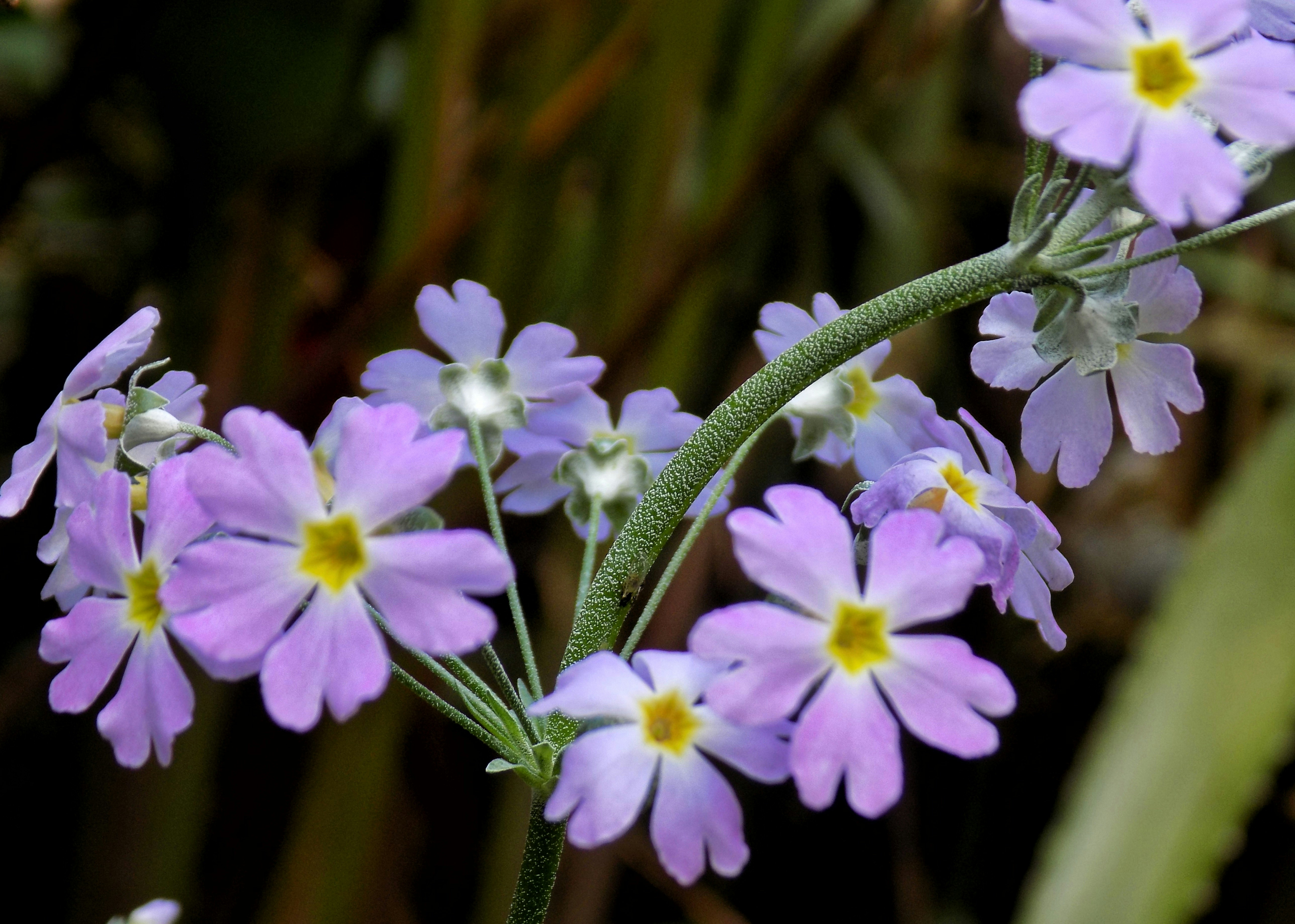 Close-up of delicate lavender flowers with yellow centers on a curved stem.