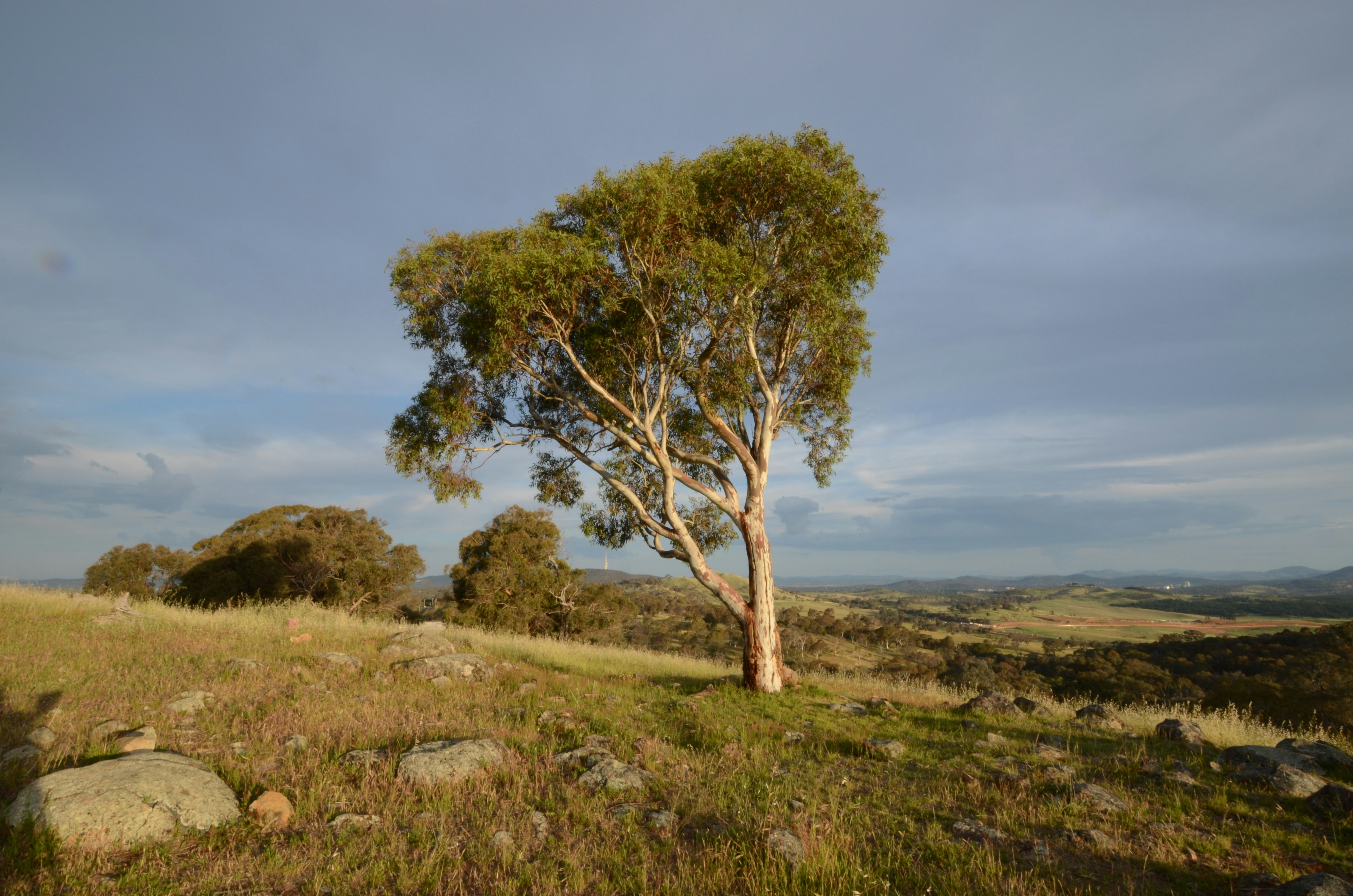 Gumtree Pictures | Download Free Images on Unsplash