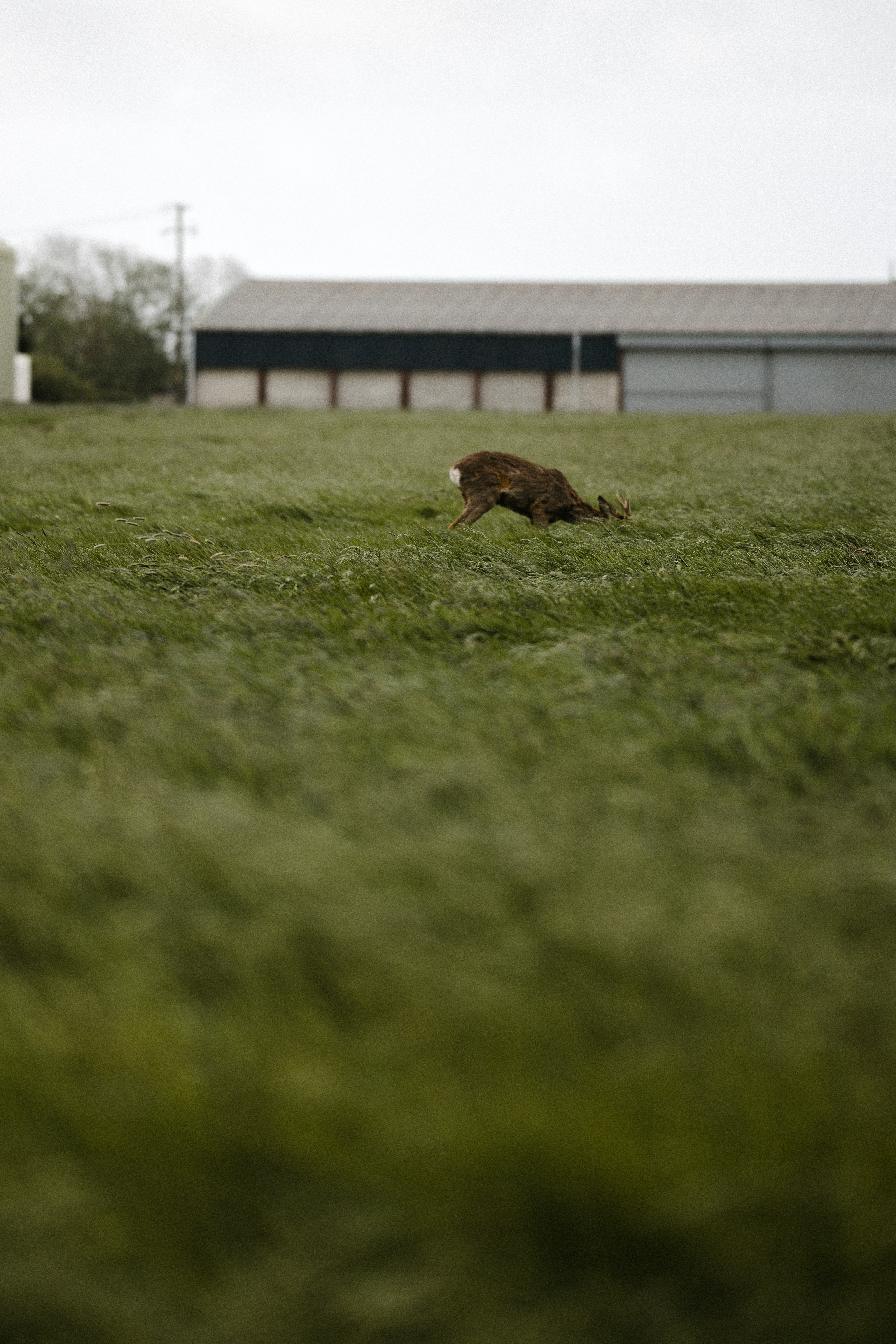 A Quiet Moment in the Meadow