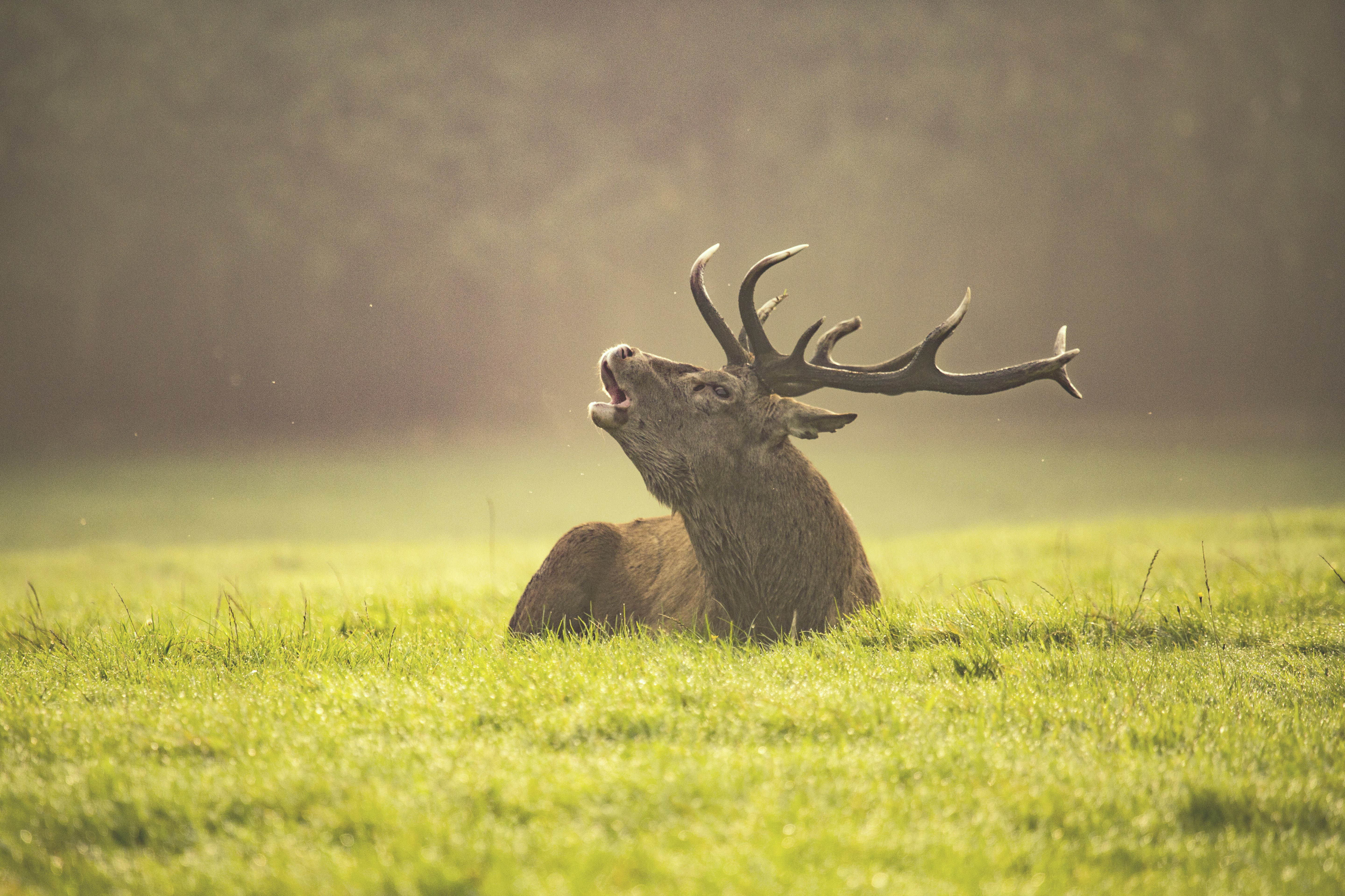 A regal stag in a lush green field, vocalizing under the soft morning light, showcasing its impressive antlers.