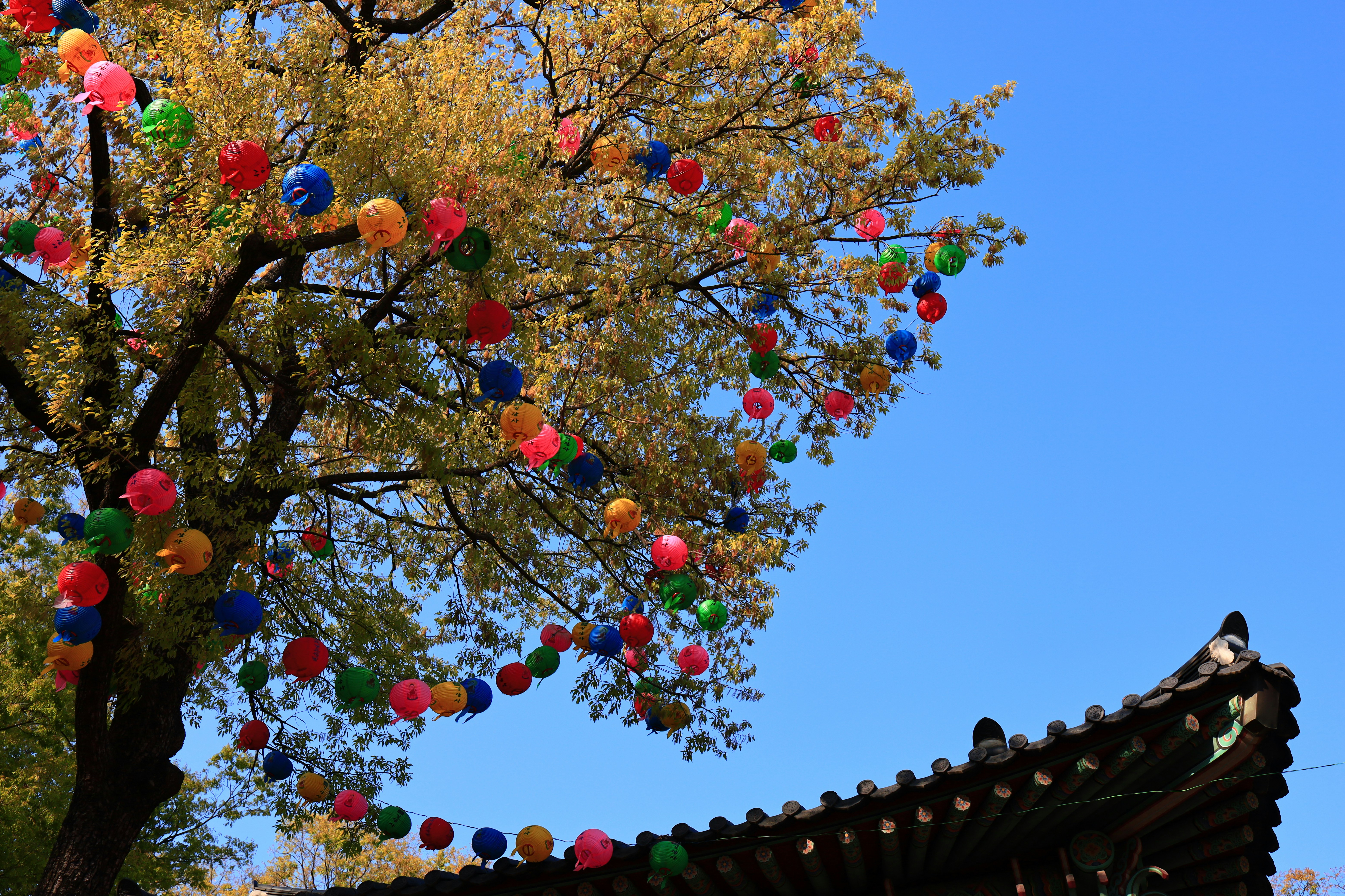 Arbre fruitier rond rouge et jaune photo – Photo 서울특별시 성북동 길상사 Gratuite ...