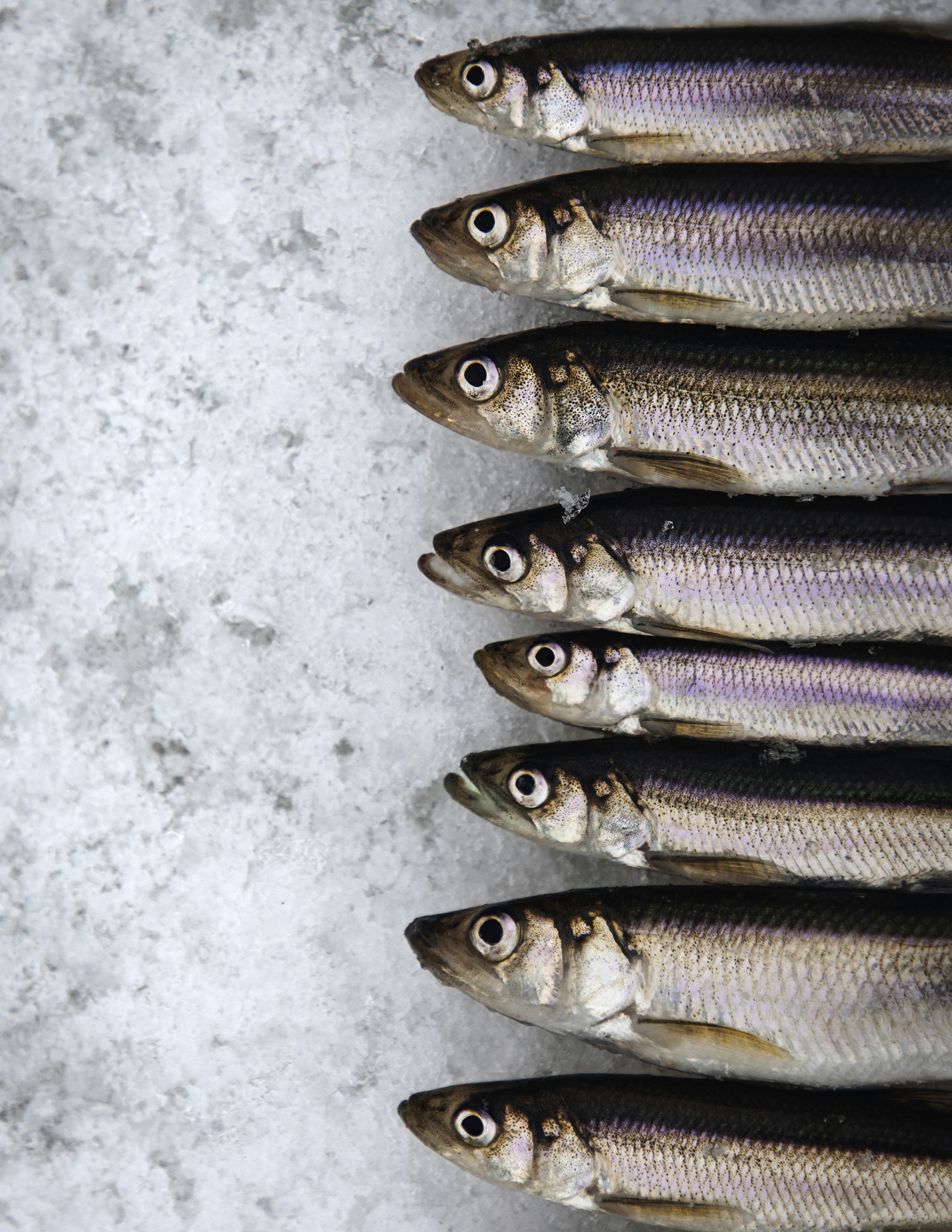 Sardines Pictures | Download Free Images on Unsplash