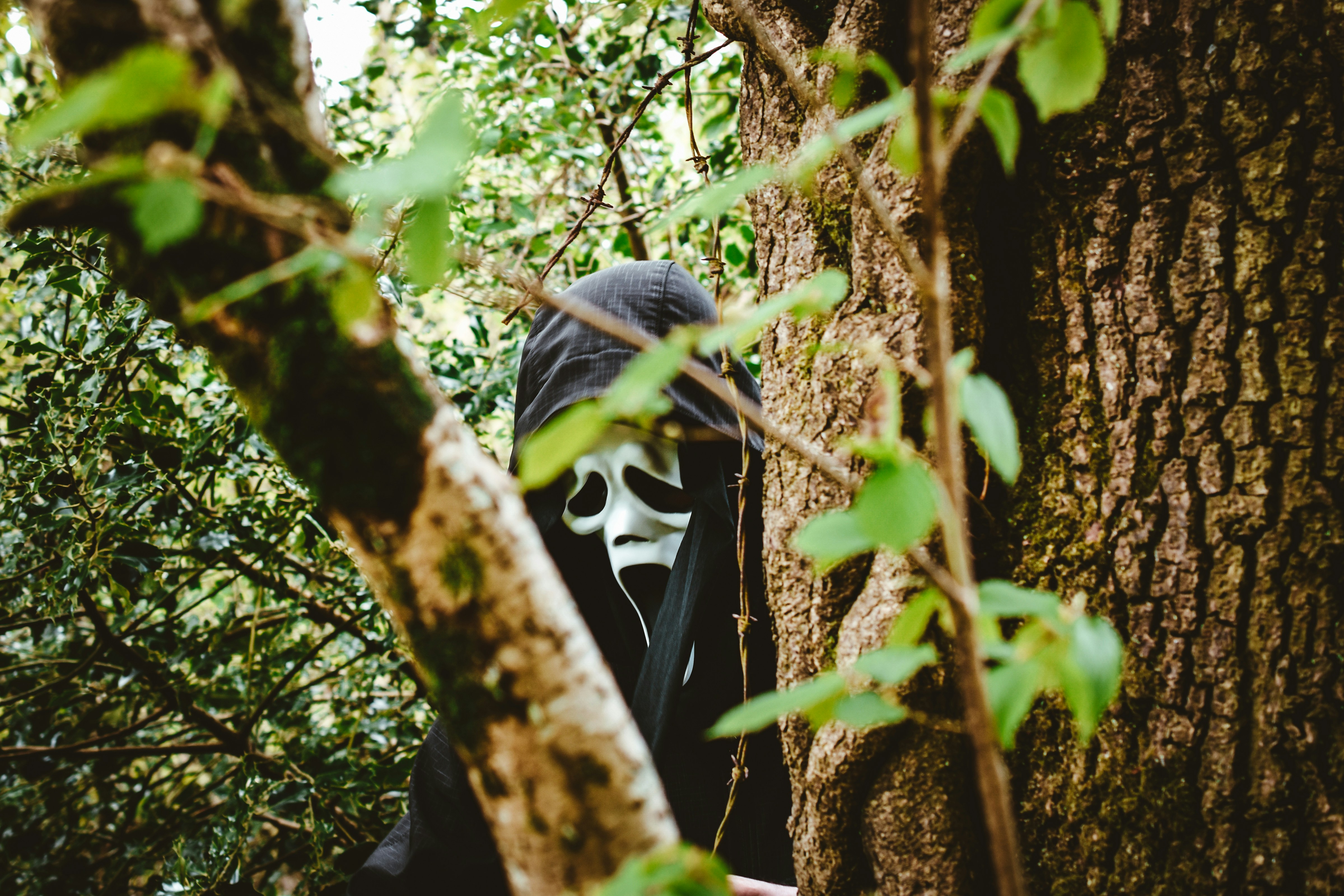 Gray and black mask on tree photo – Free Ghostface Image on Unsplash