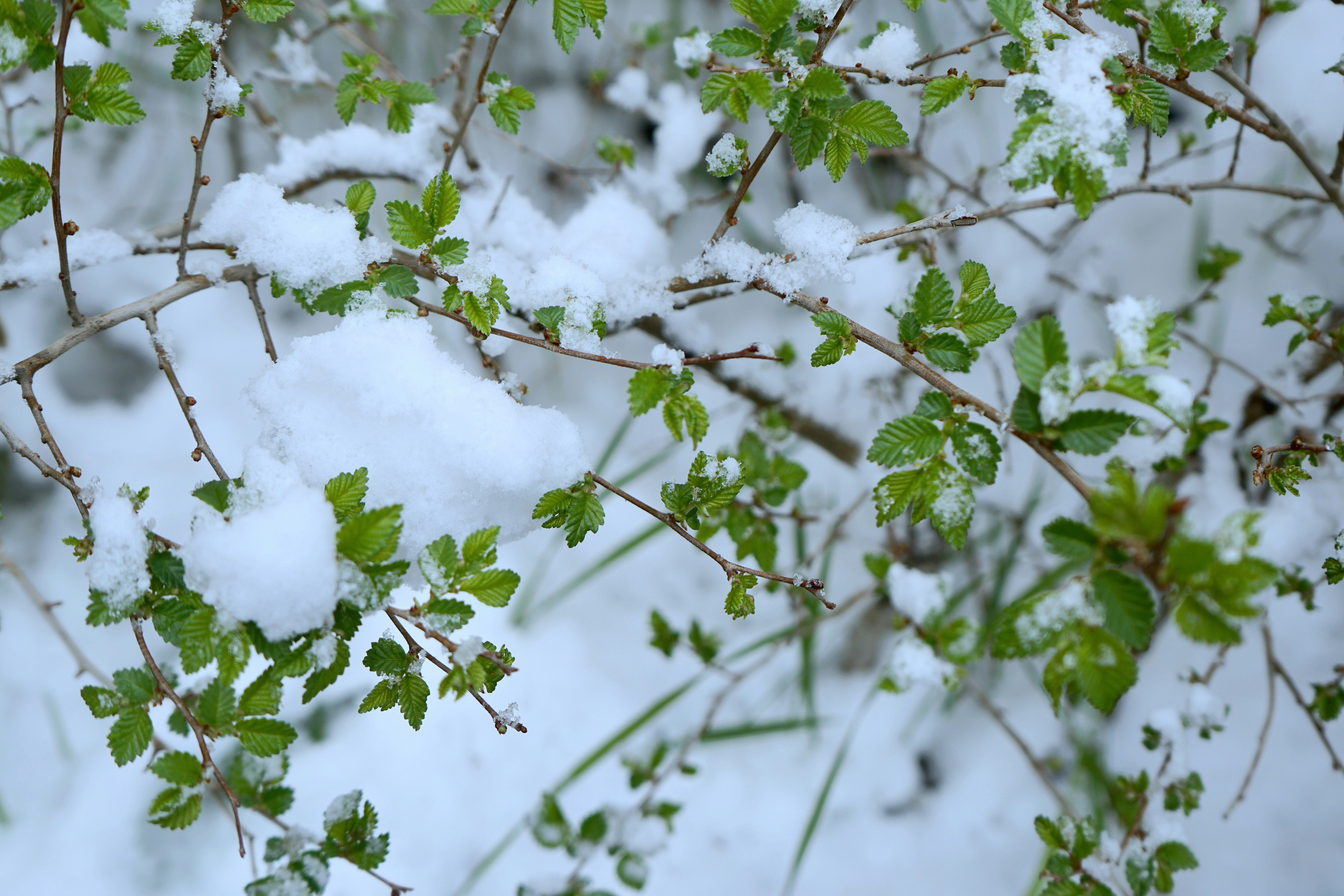 Green leaves peeking through a delicate layer of fresh snow on branches, showcasing the contrast between winter and spring.