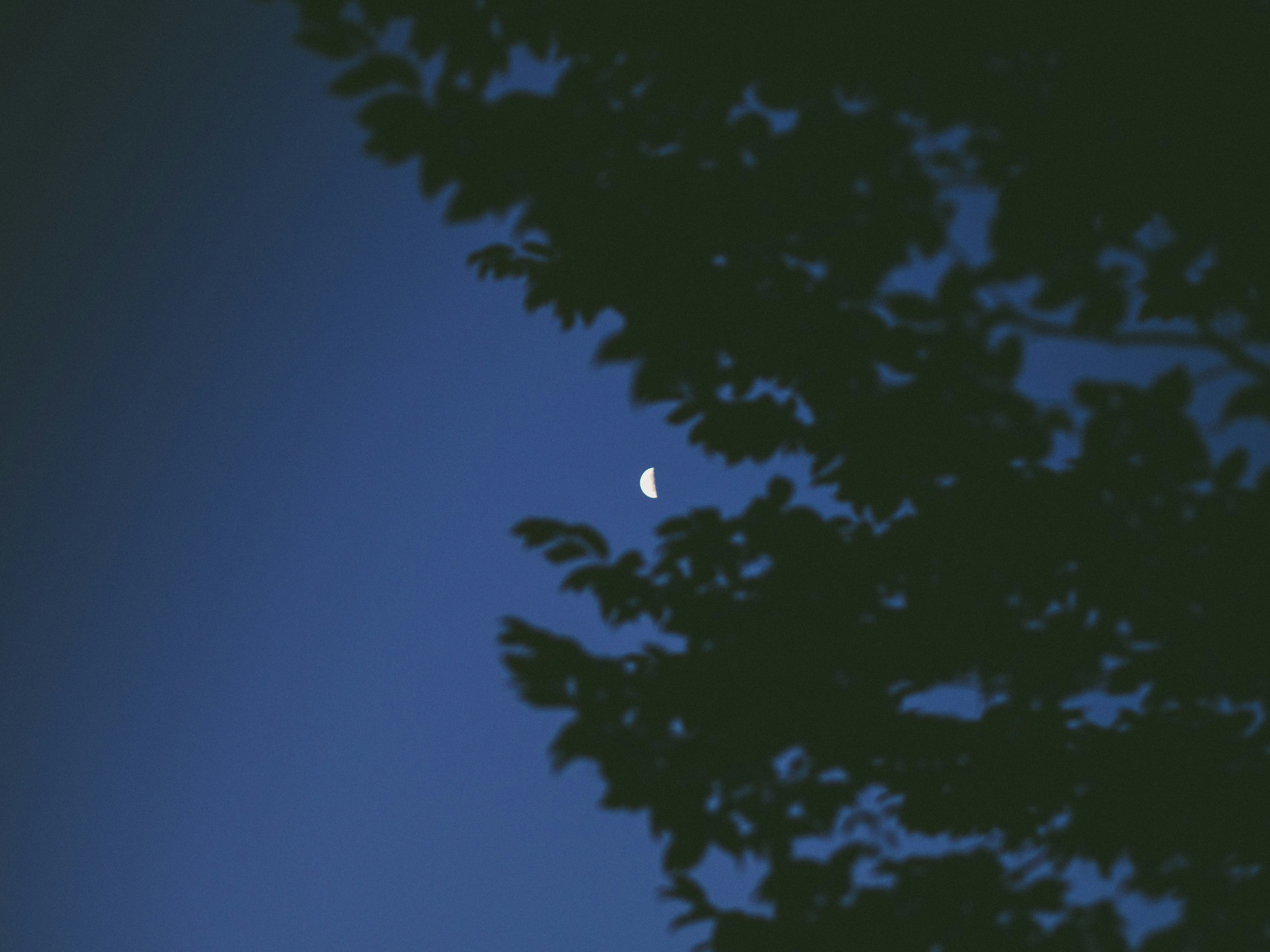 Crescent Moon Peeking Through Twilight Canopy