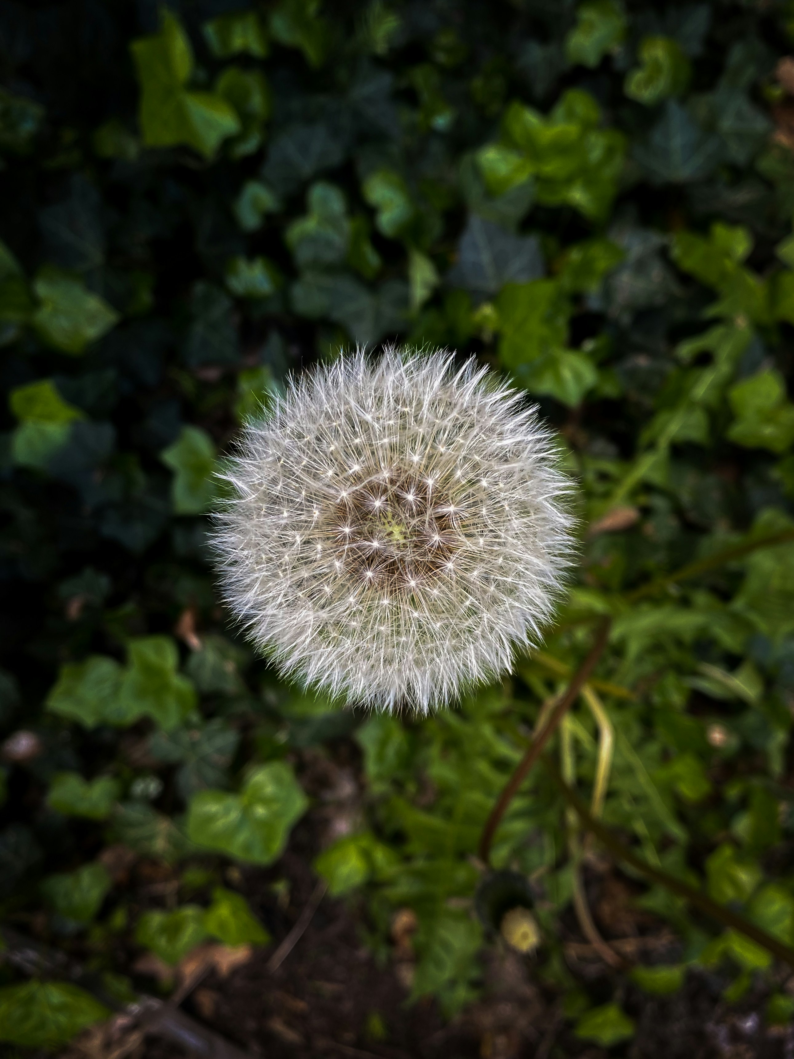 Dandelion