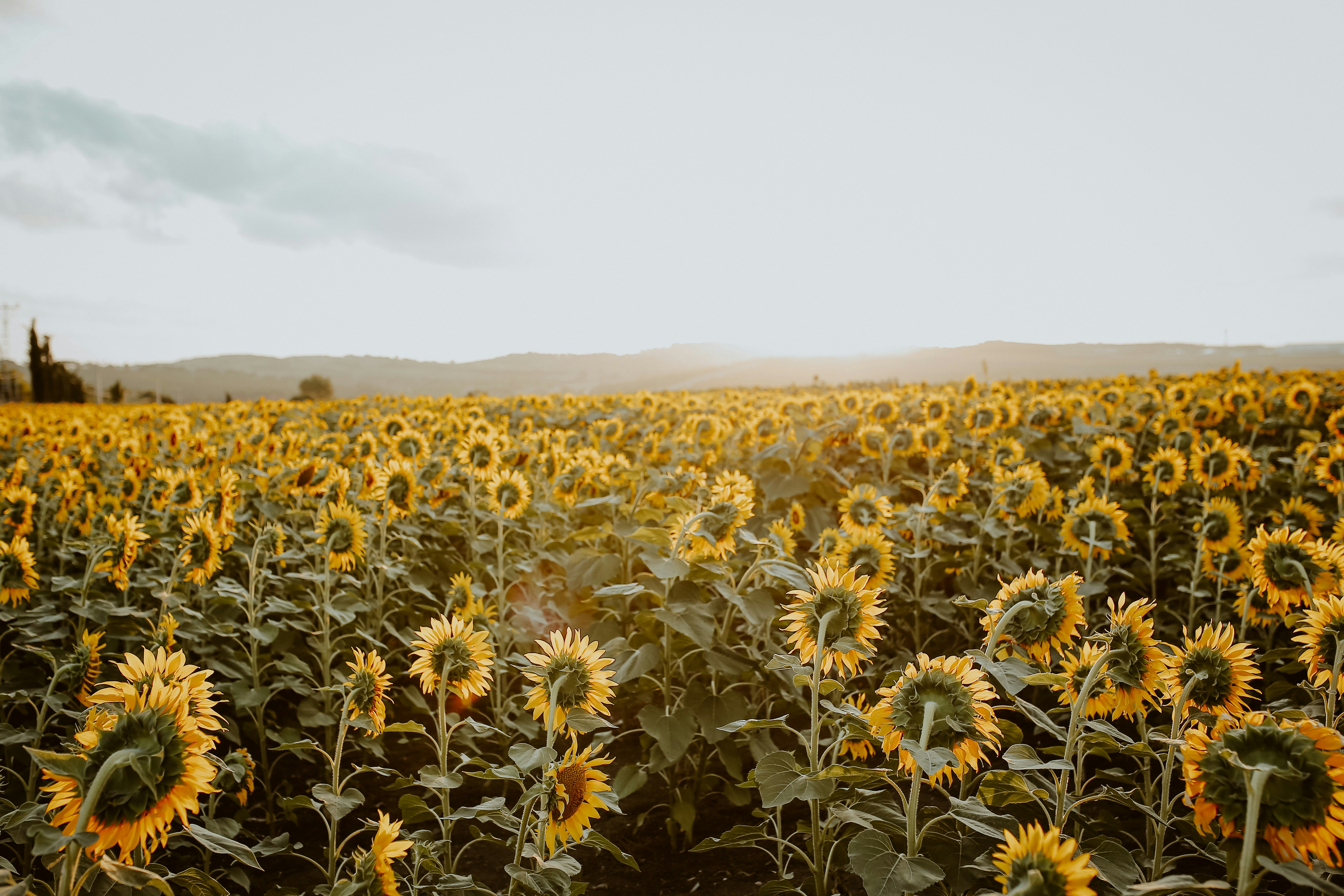 Golden Sea of Sunflowers Reaching the Quiet Horizon